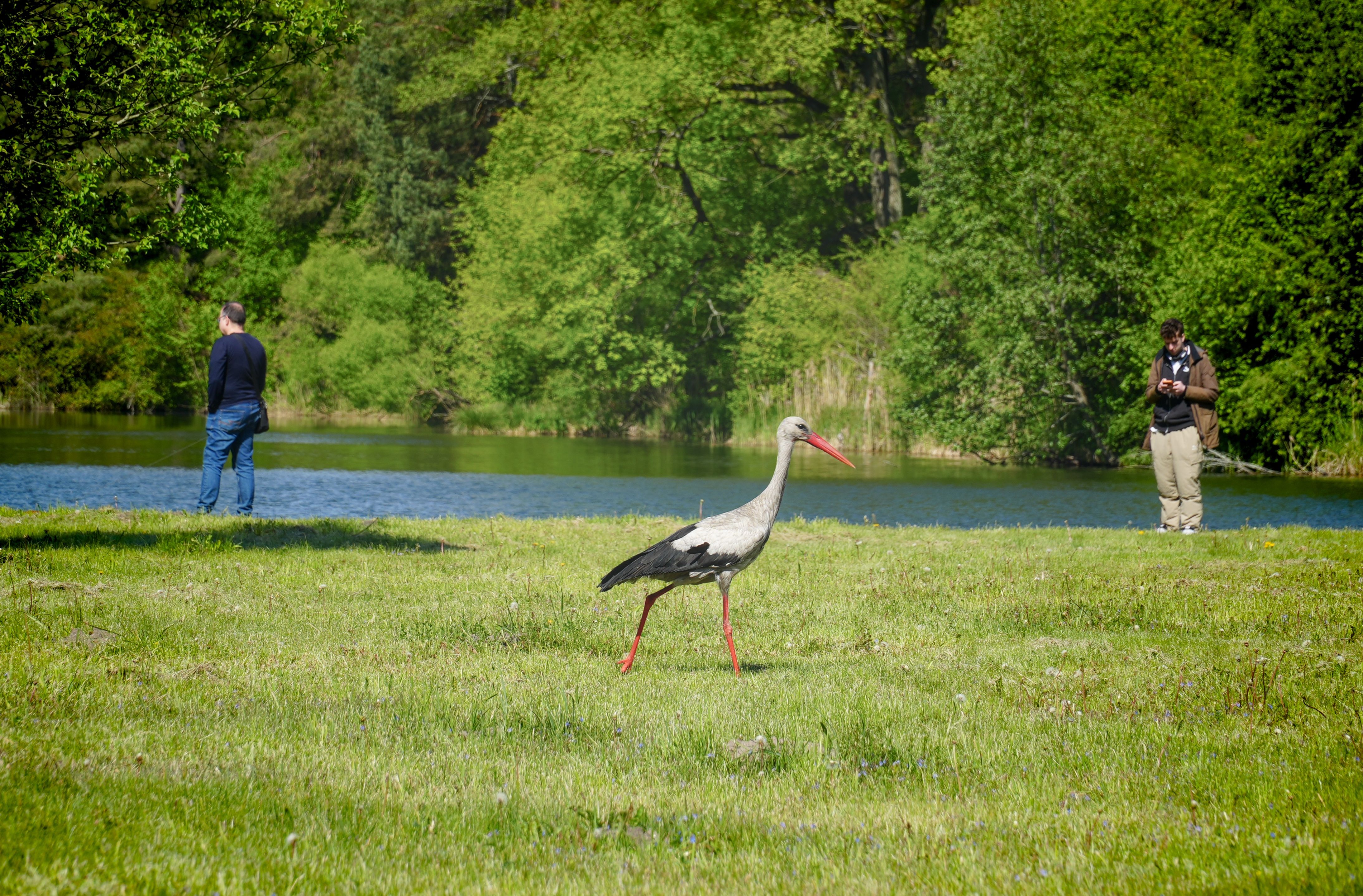 Stork and People by Riverscape in Belarus · Free Stock Photo