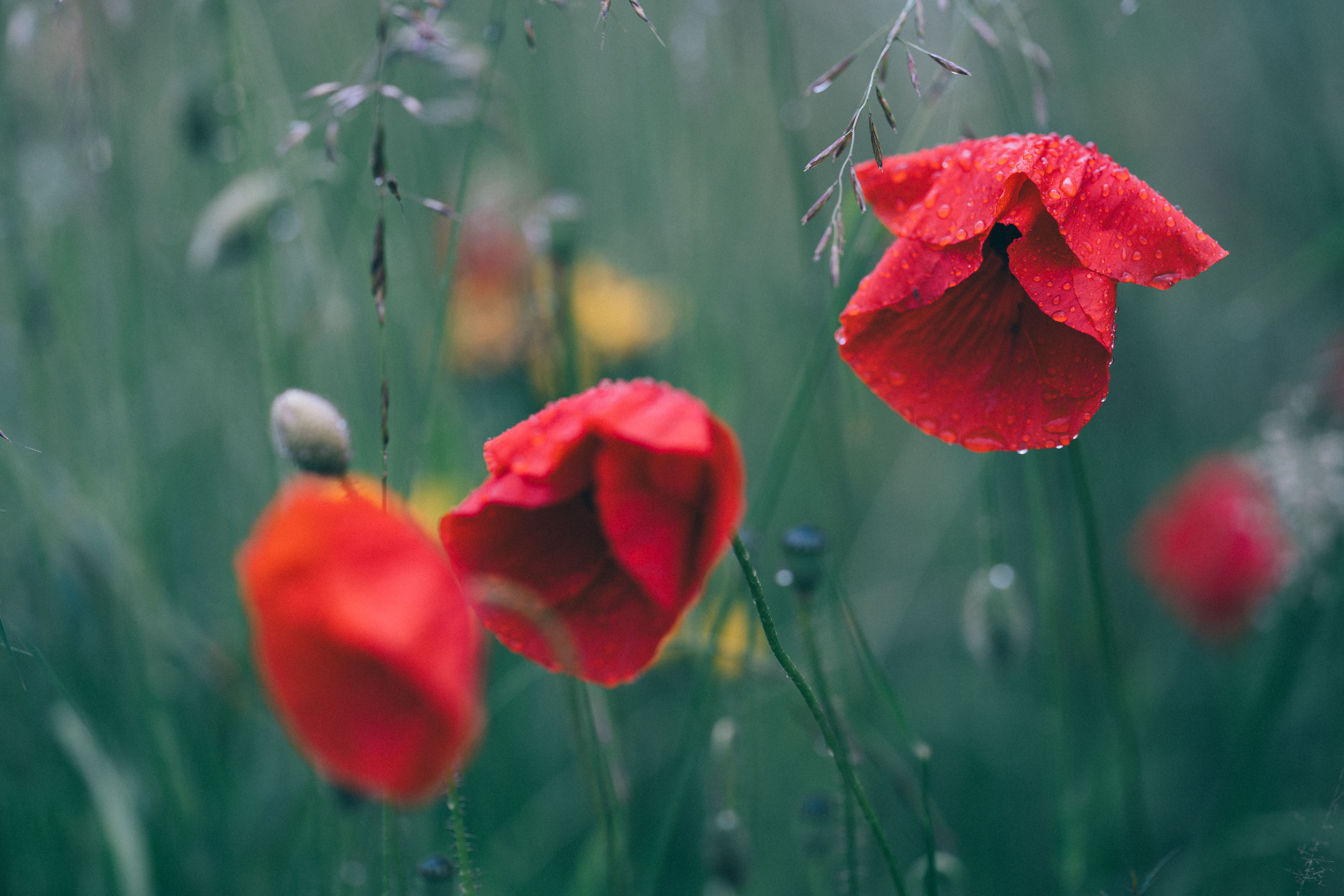 Flower Flower Colors Photos, Download The BEST Free Flower Flower ...