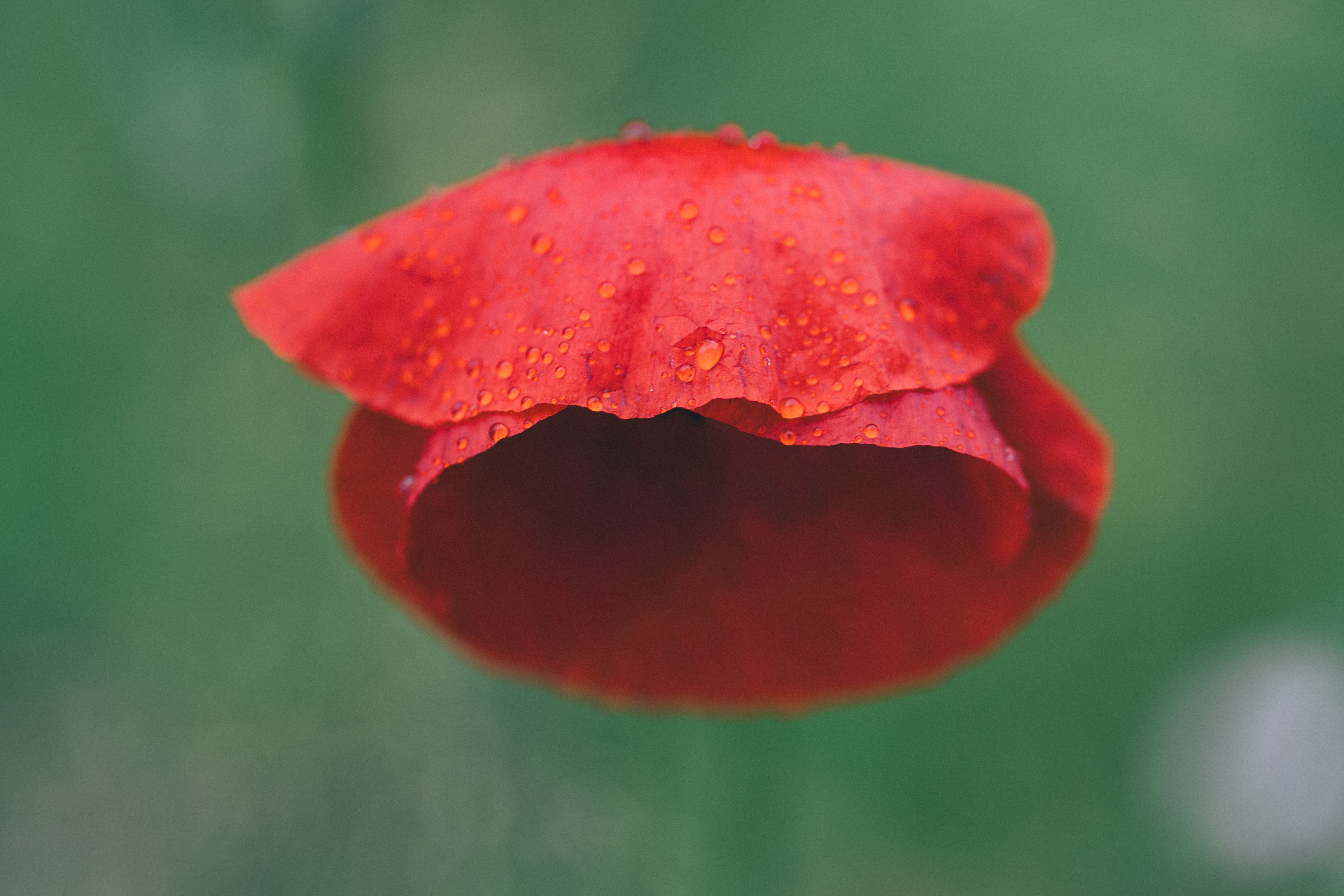 Poppy Flower Photos, Download The BEST Free Poppy Flower Stock Photos ...