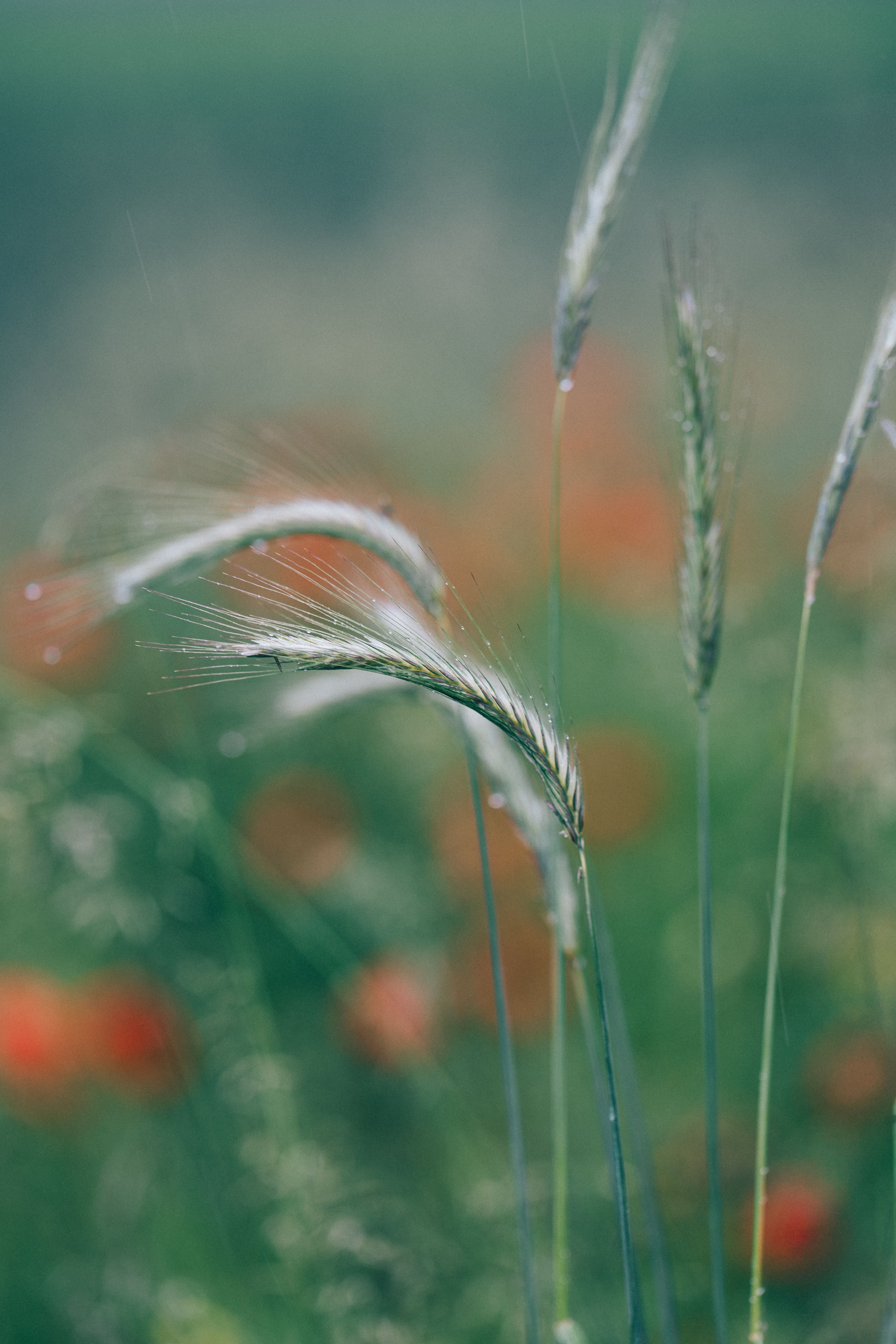 Close-up of Grain Stalks in a Summer Field · Free Stock Photo