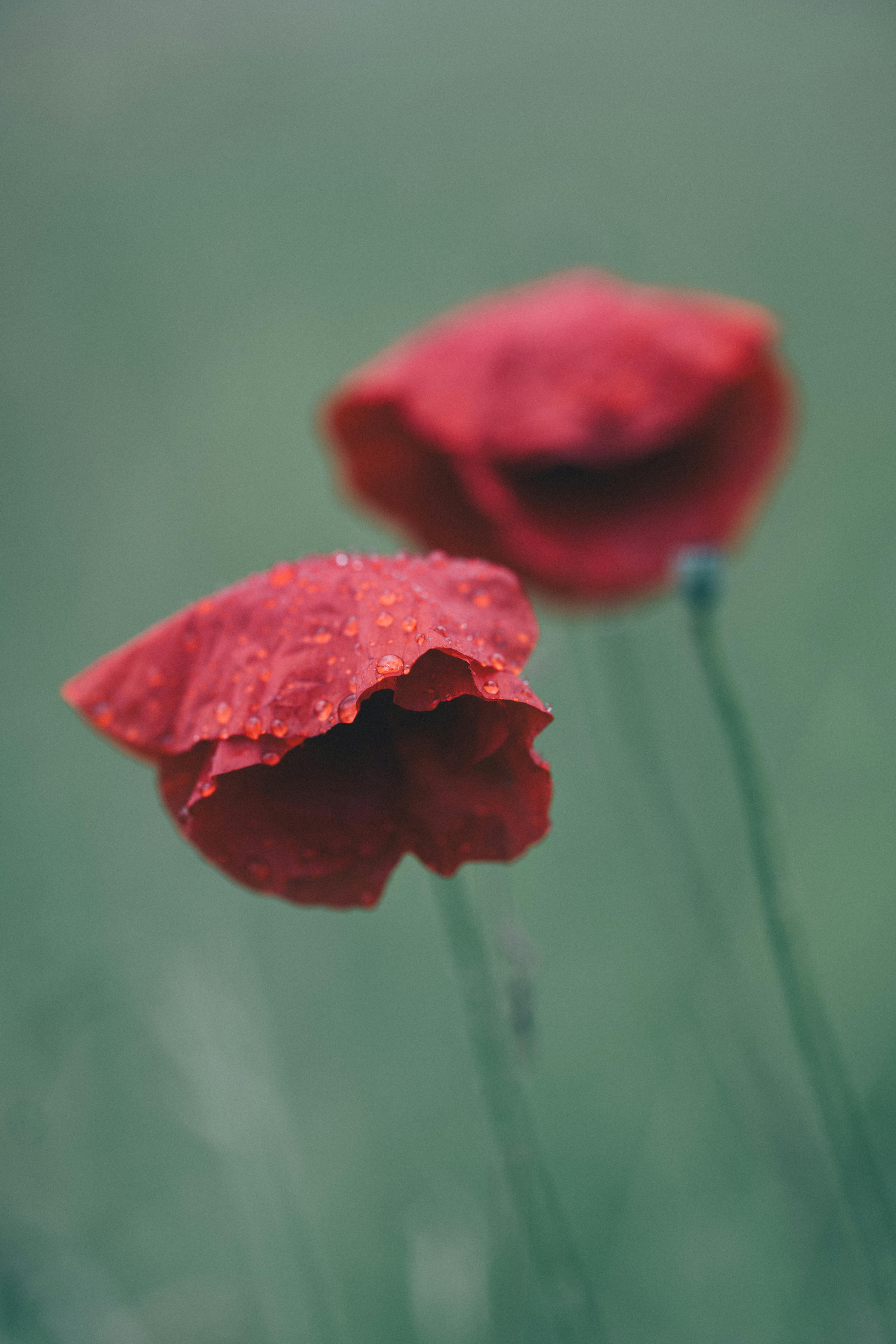 Highlighted Field Photos, Download The BEST Free Highlighted Field ...