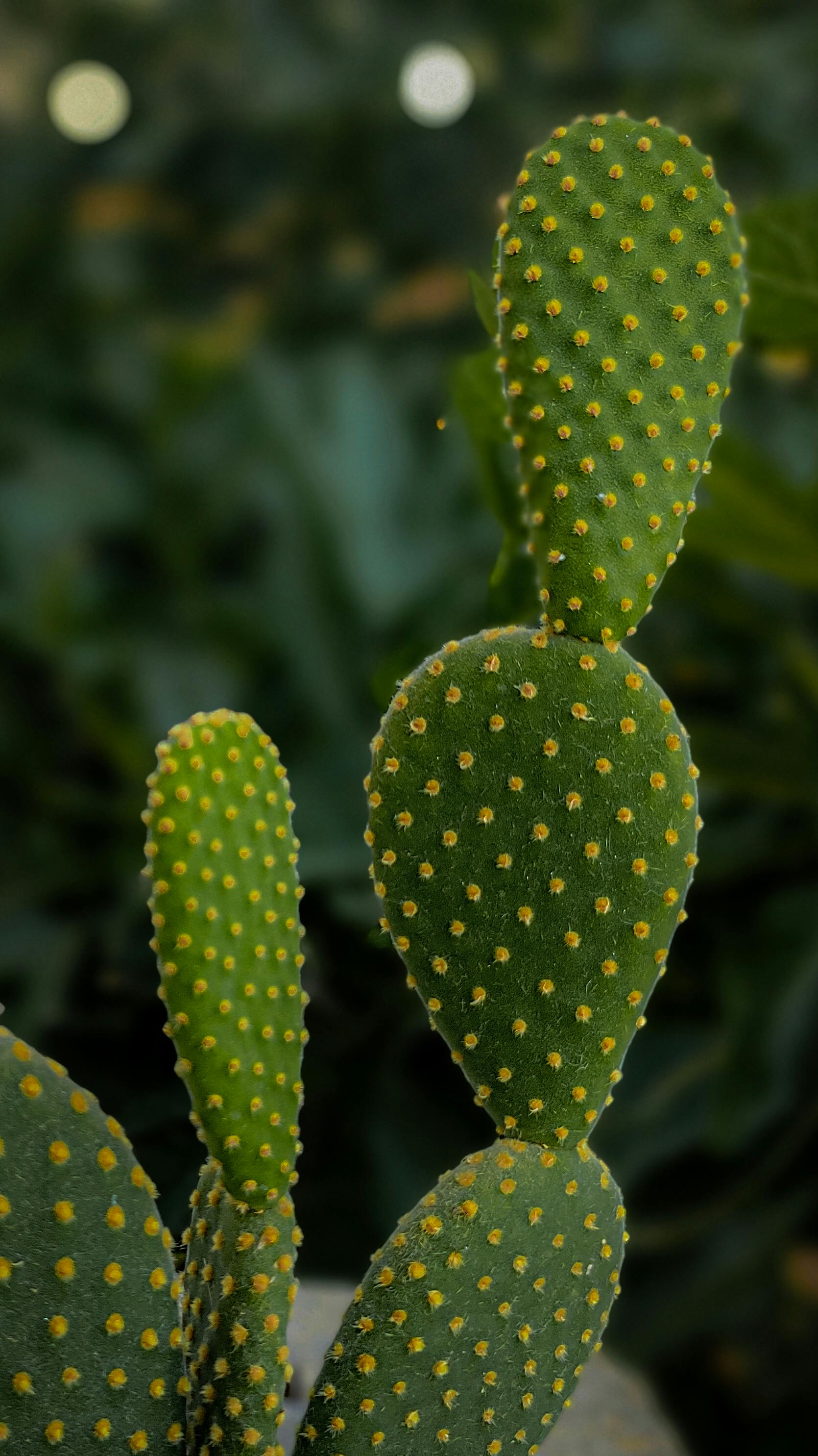 40.000+ melhores imagens de Bokep+bocil+indo+full+percakapan · Download 100% grátis · Fotos ...