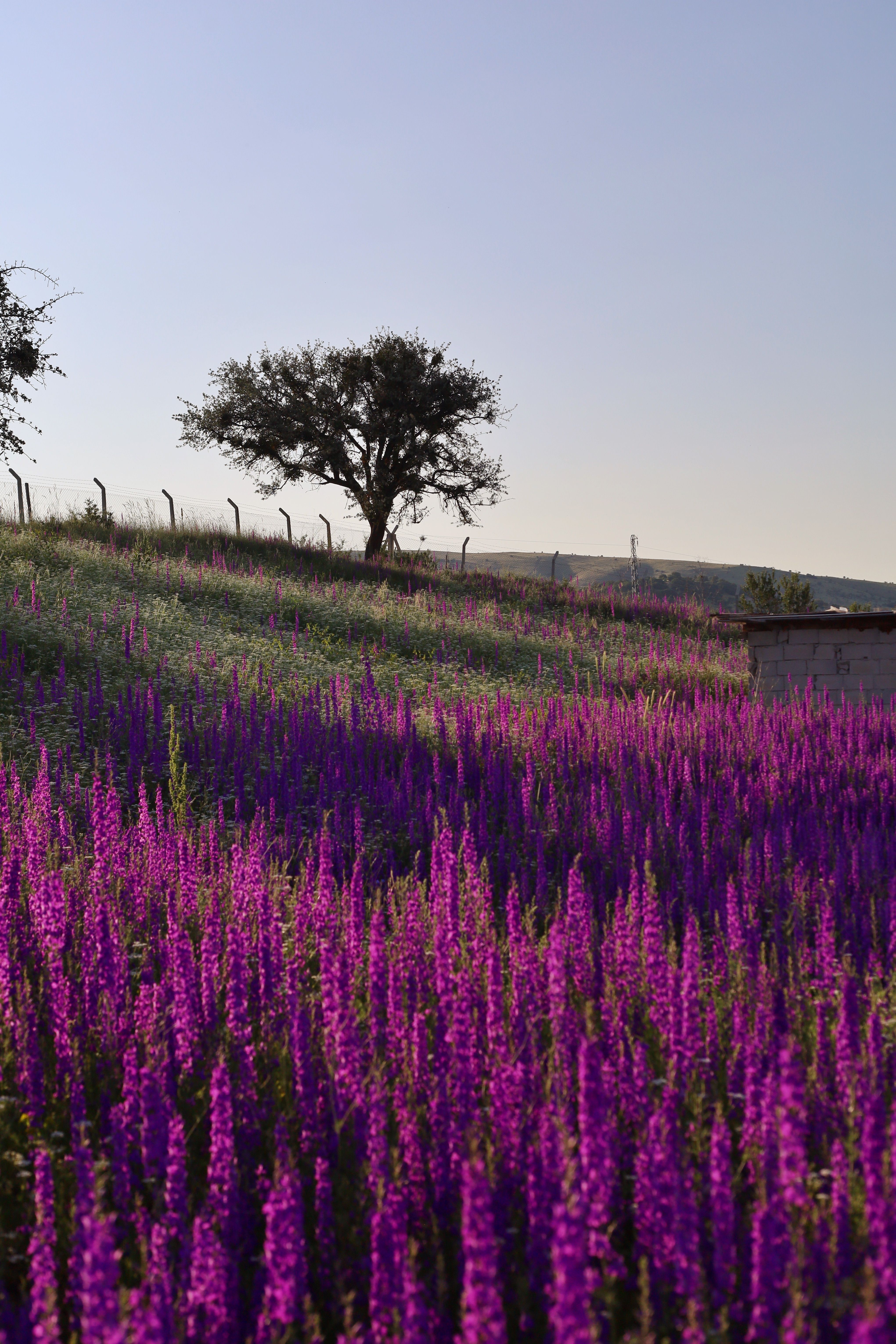Scenic Lavender Field with Lone Tree at Dusk · Free Stock Photo