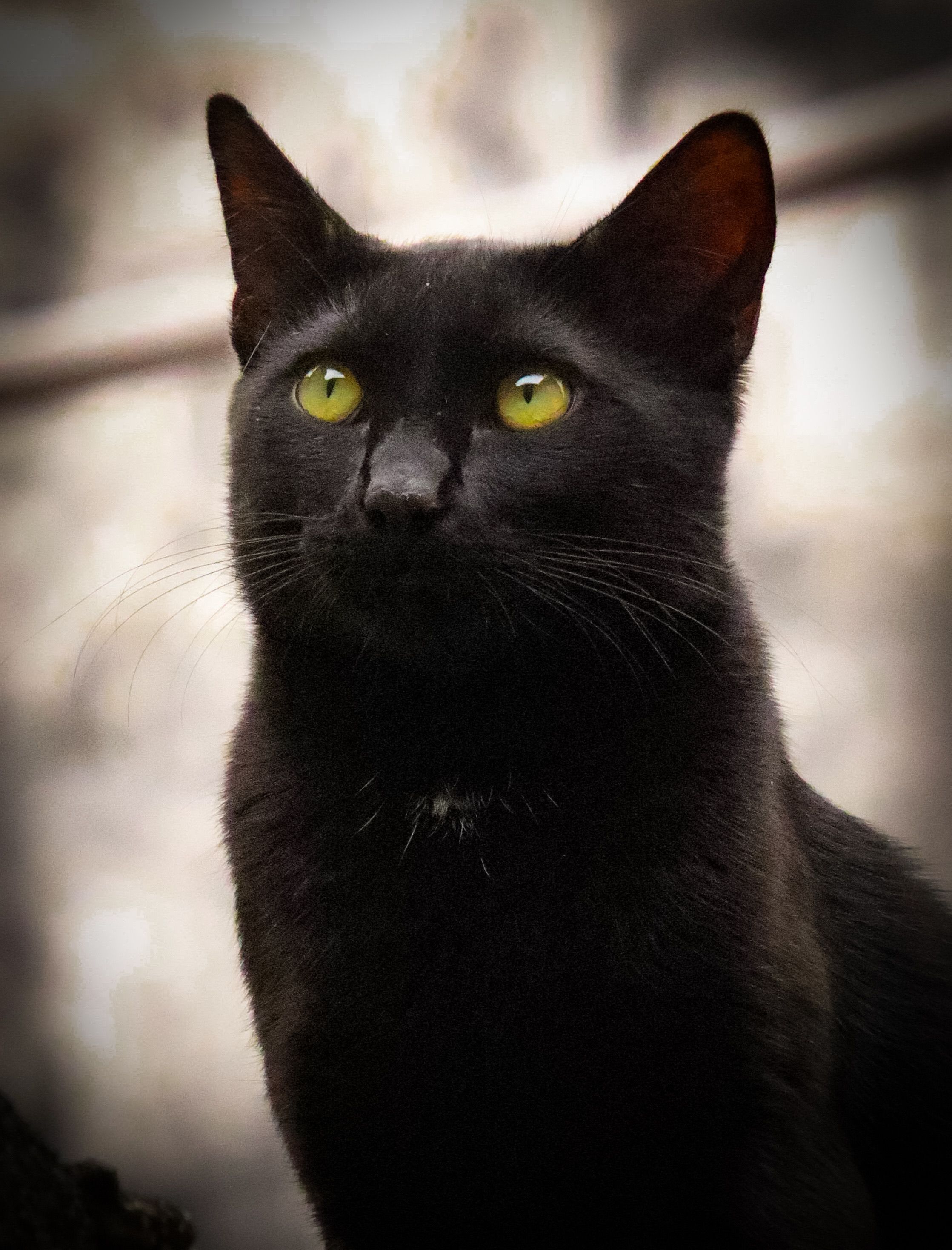 Majestic Black Cat with Striking Yellow Eyes · Free Stock Photo