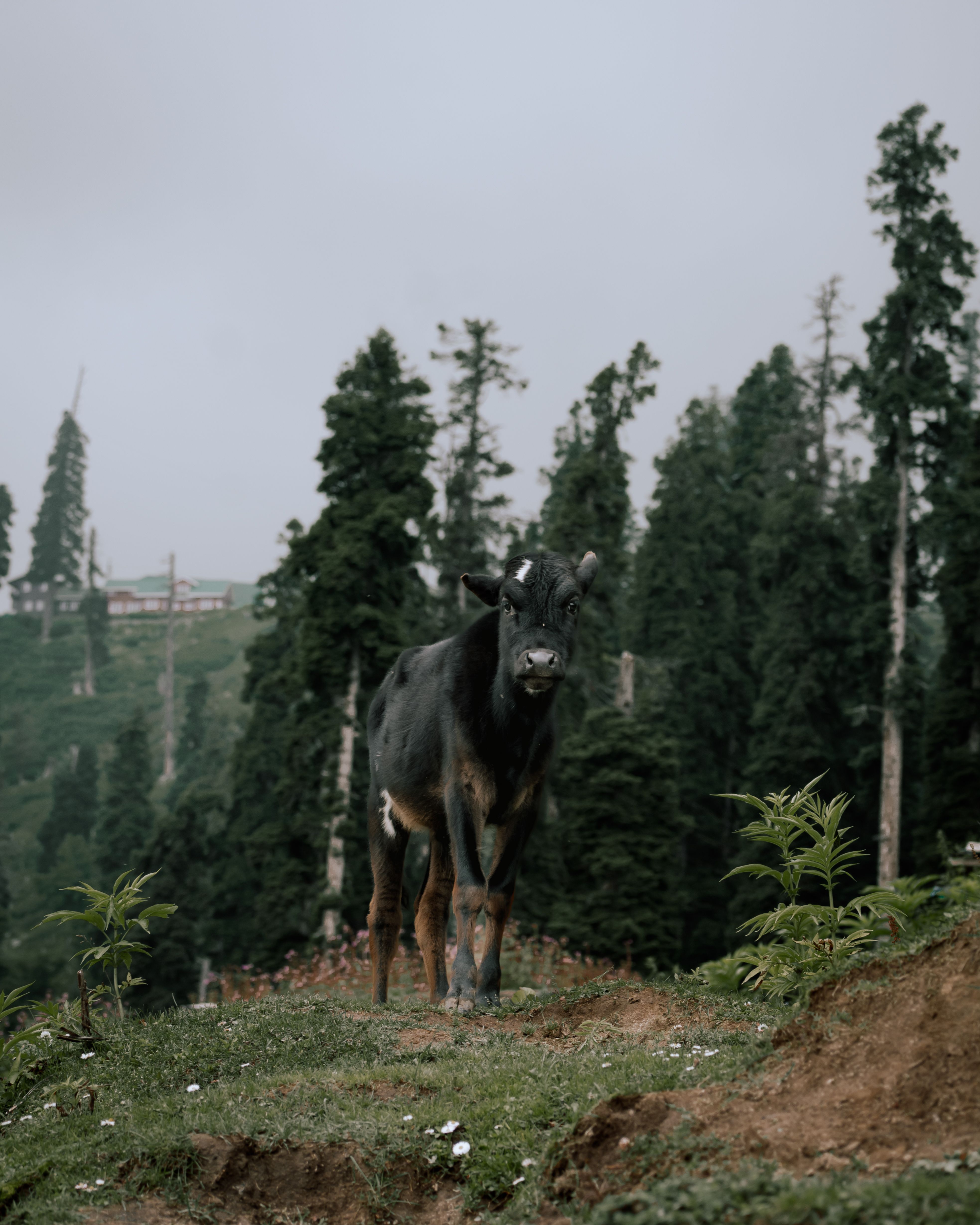 Majestic Black Cow in Forest Clearing · Free Stock Photo