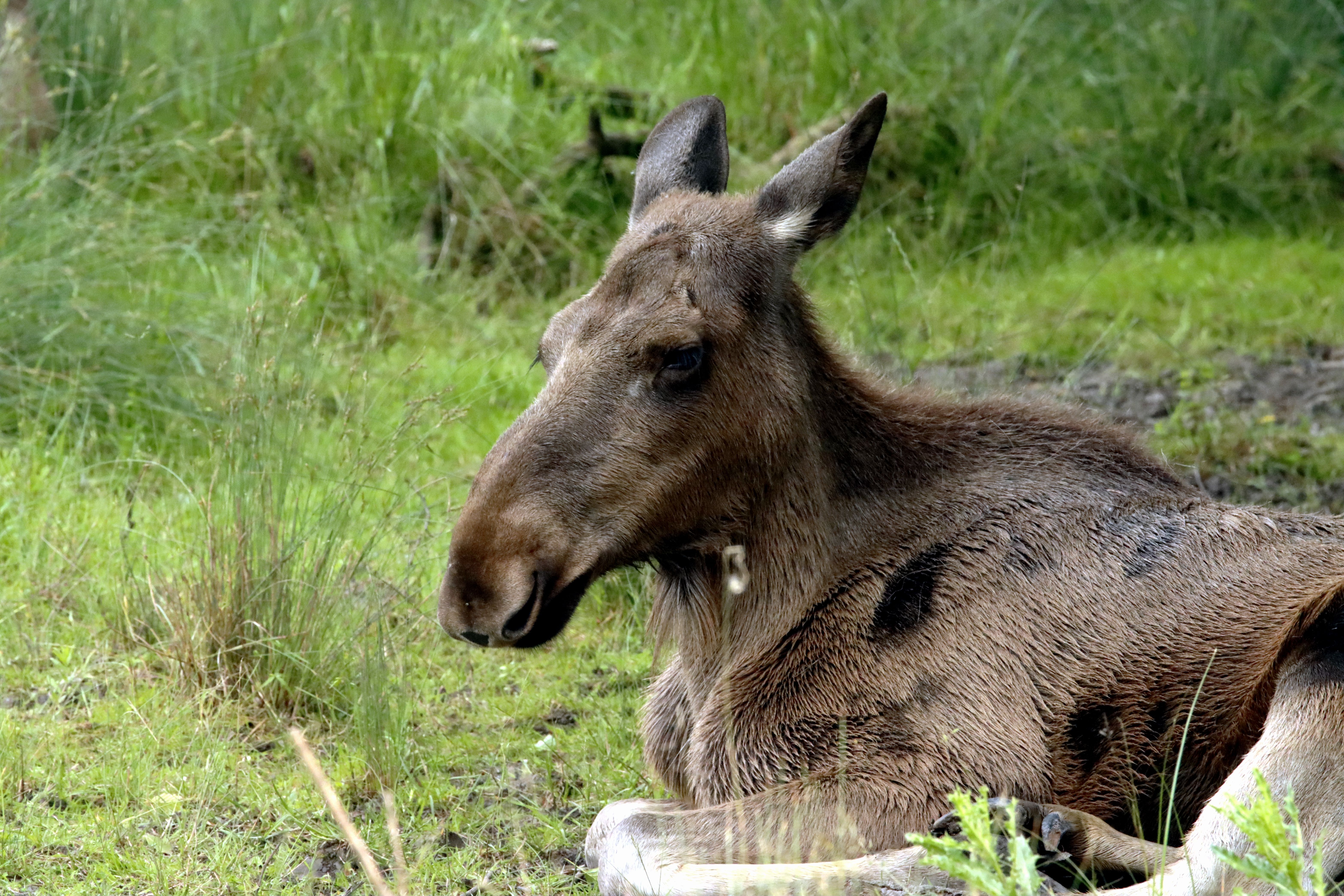 Moose Photos, Download The BEST Free Moose Stock Photos & HD Images