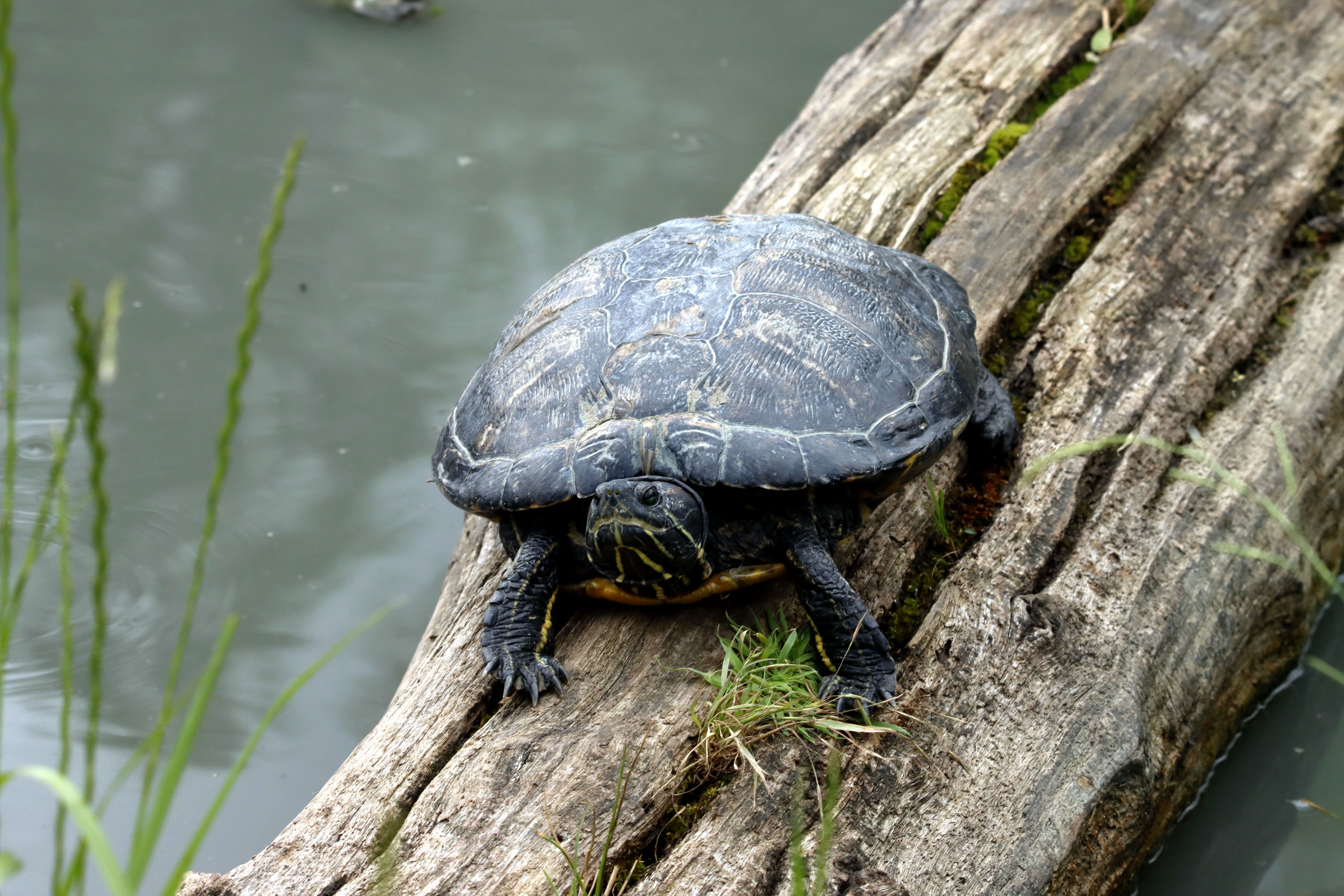 7,000+ Best Turtle Photos · 100% Free Download · Pexels Stock Photos