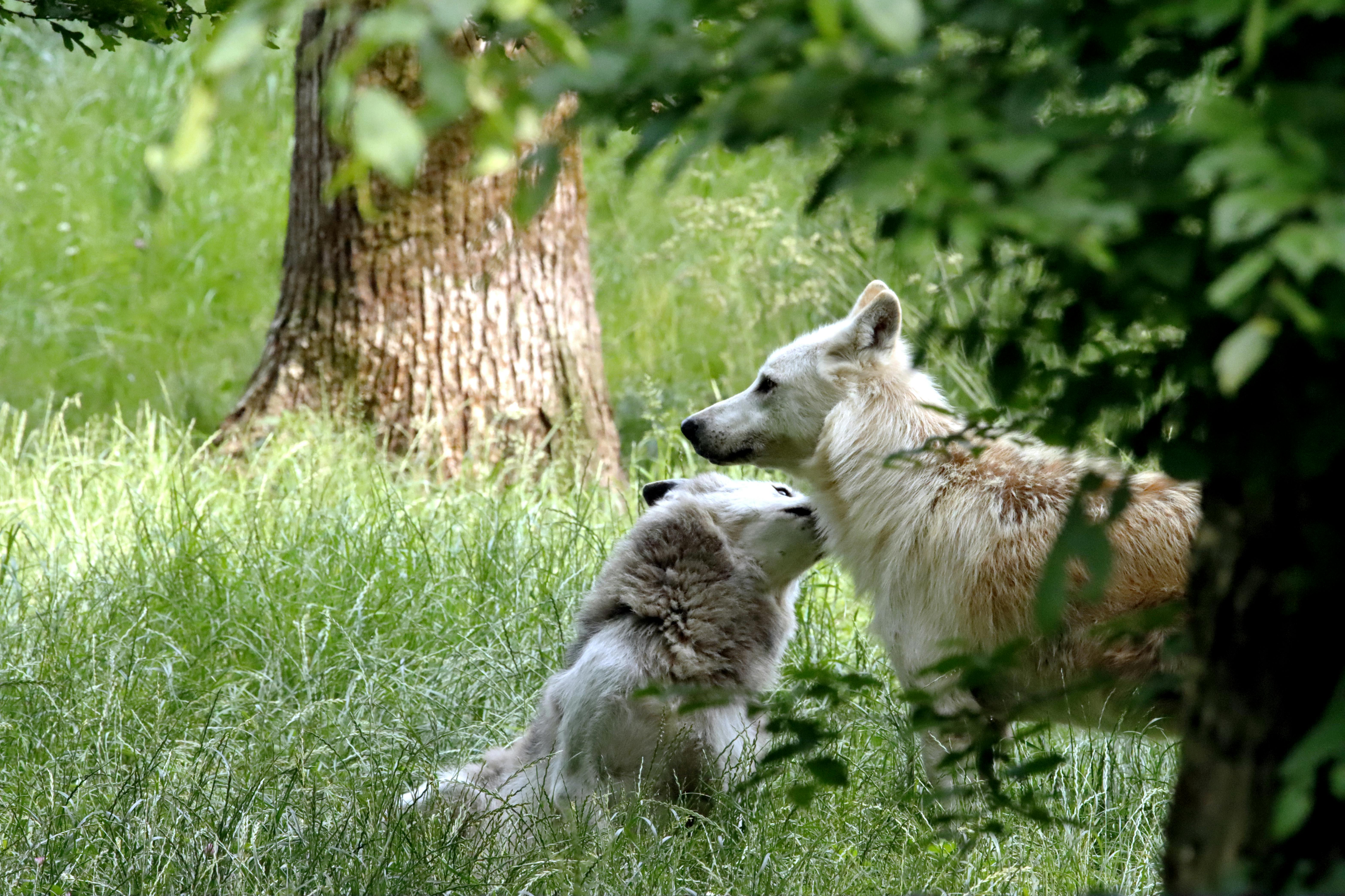 Ram And Wolf Photos, Download The BEST Free Ram And Wolf Stock Photos ...