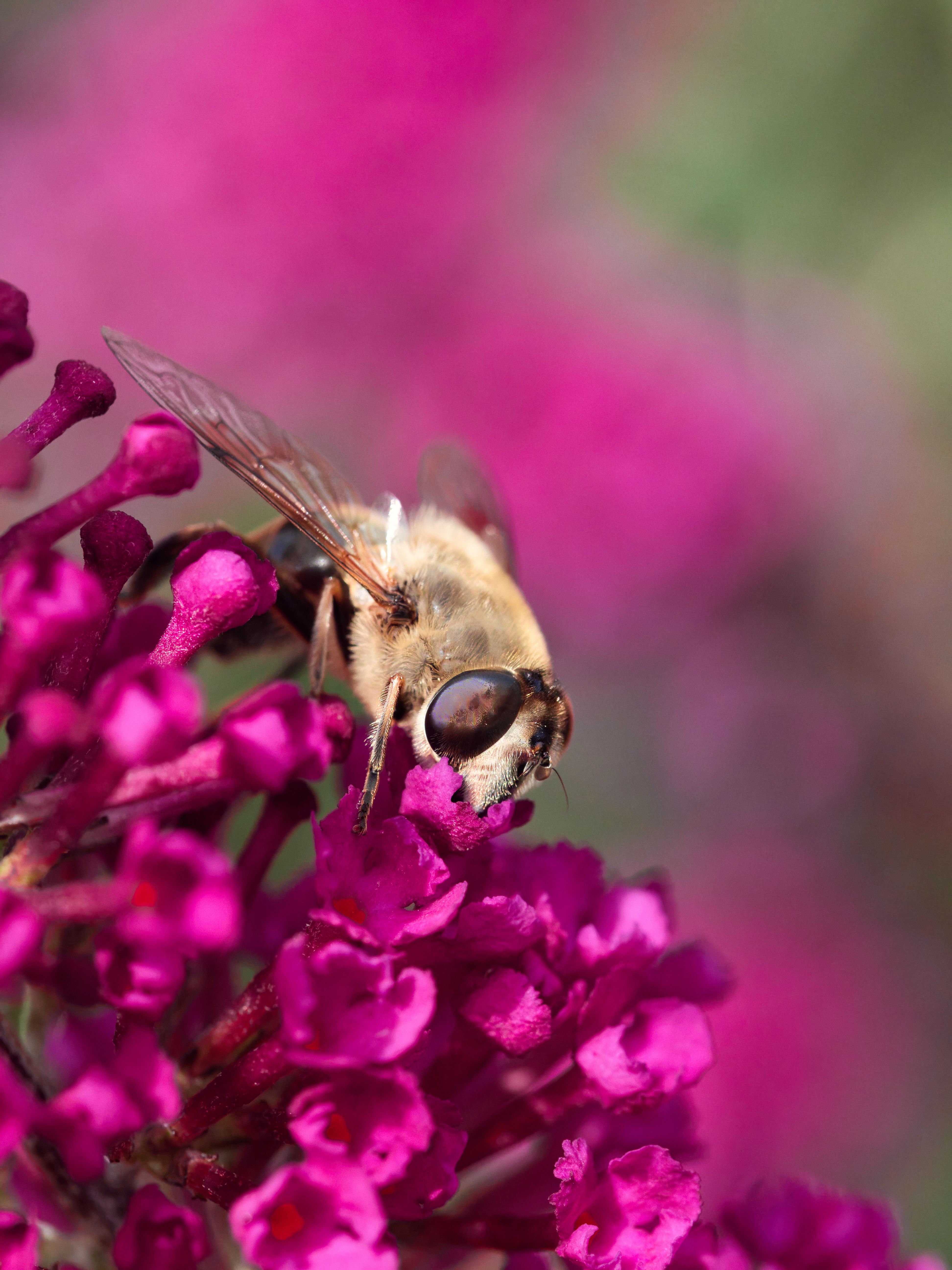 Magenta Color Photos, Download The BEST Free Magenta Color Stock Photos ...