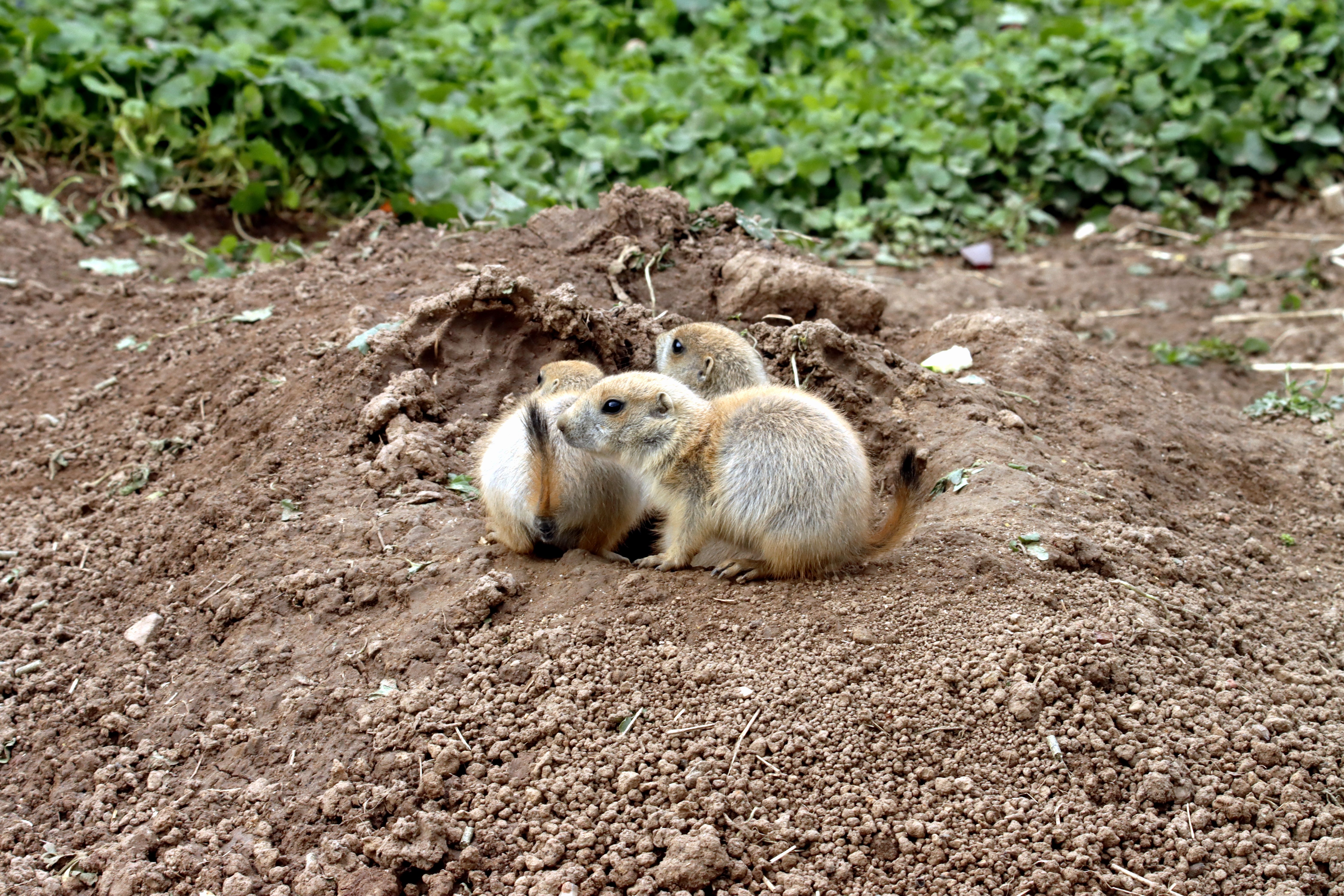 Grupo De Perritos De La Pradera En Su Hábitat Natural · Foto de stock ...