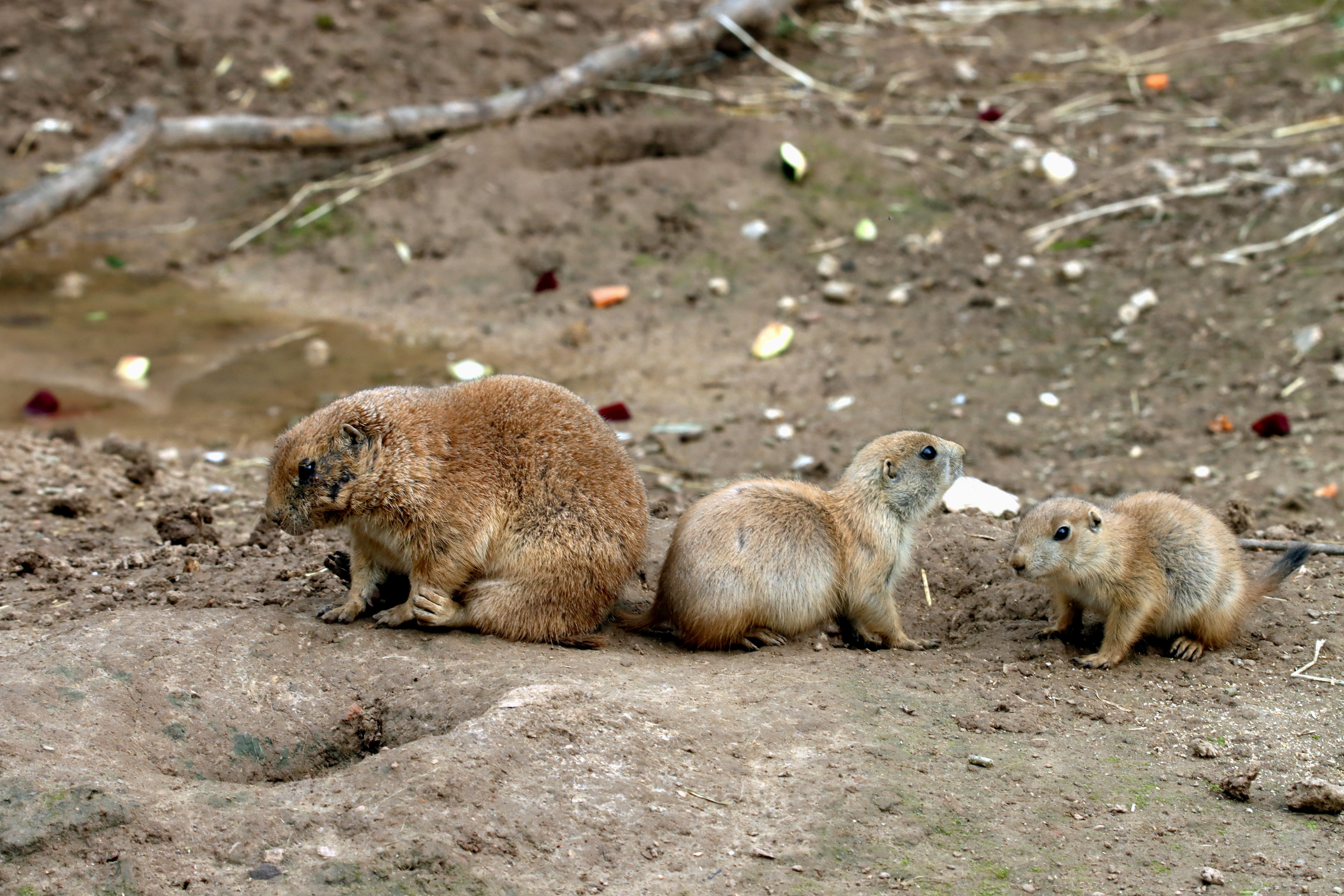 Trio of Prairie Dogs in Natural Habitat · Free Stock Photo