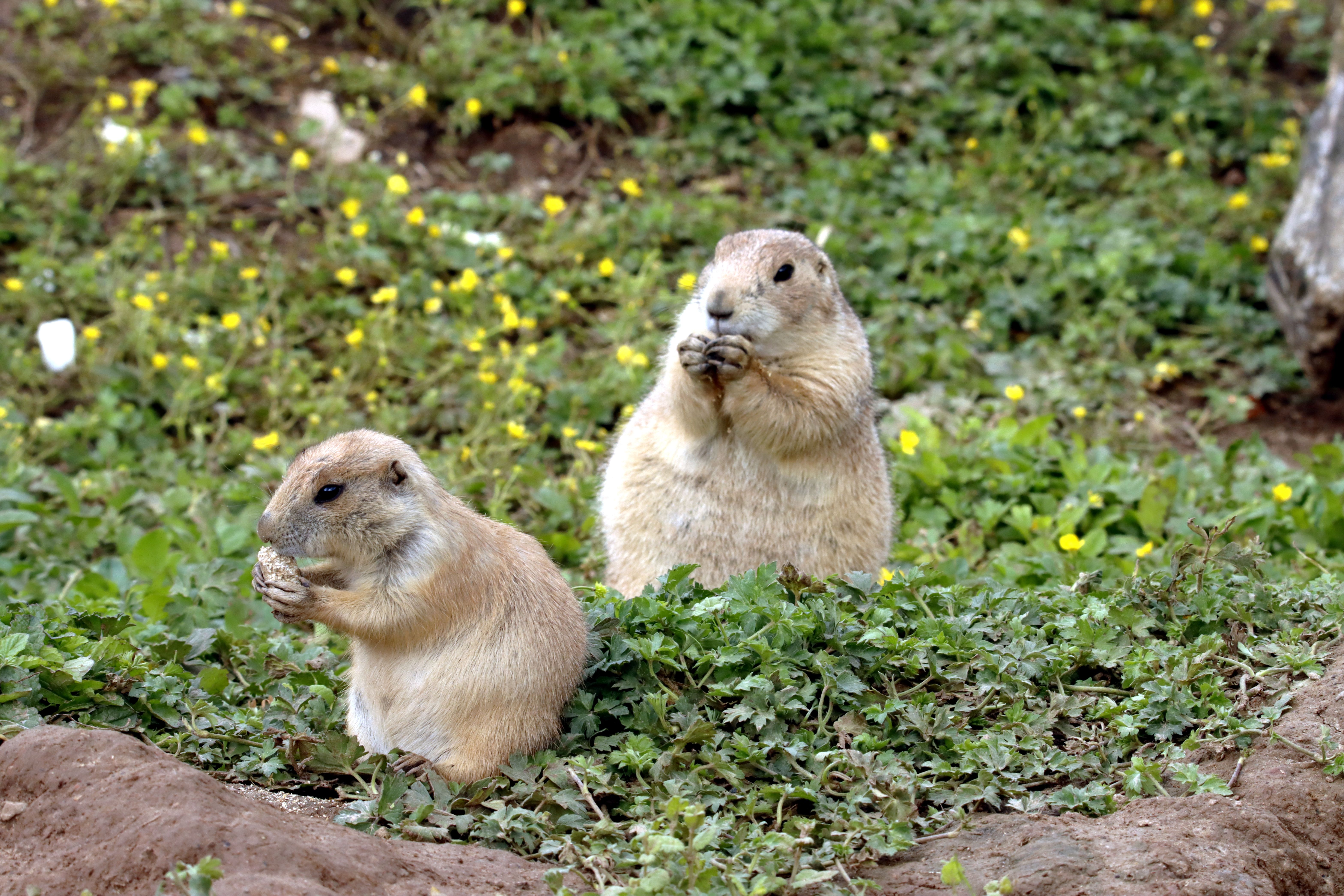 Pair of Prairie Dogs Eating in Green Meadow · Free Stock Photo