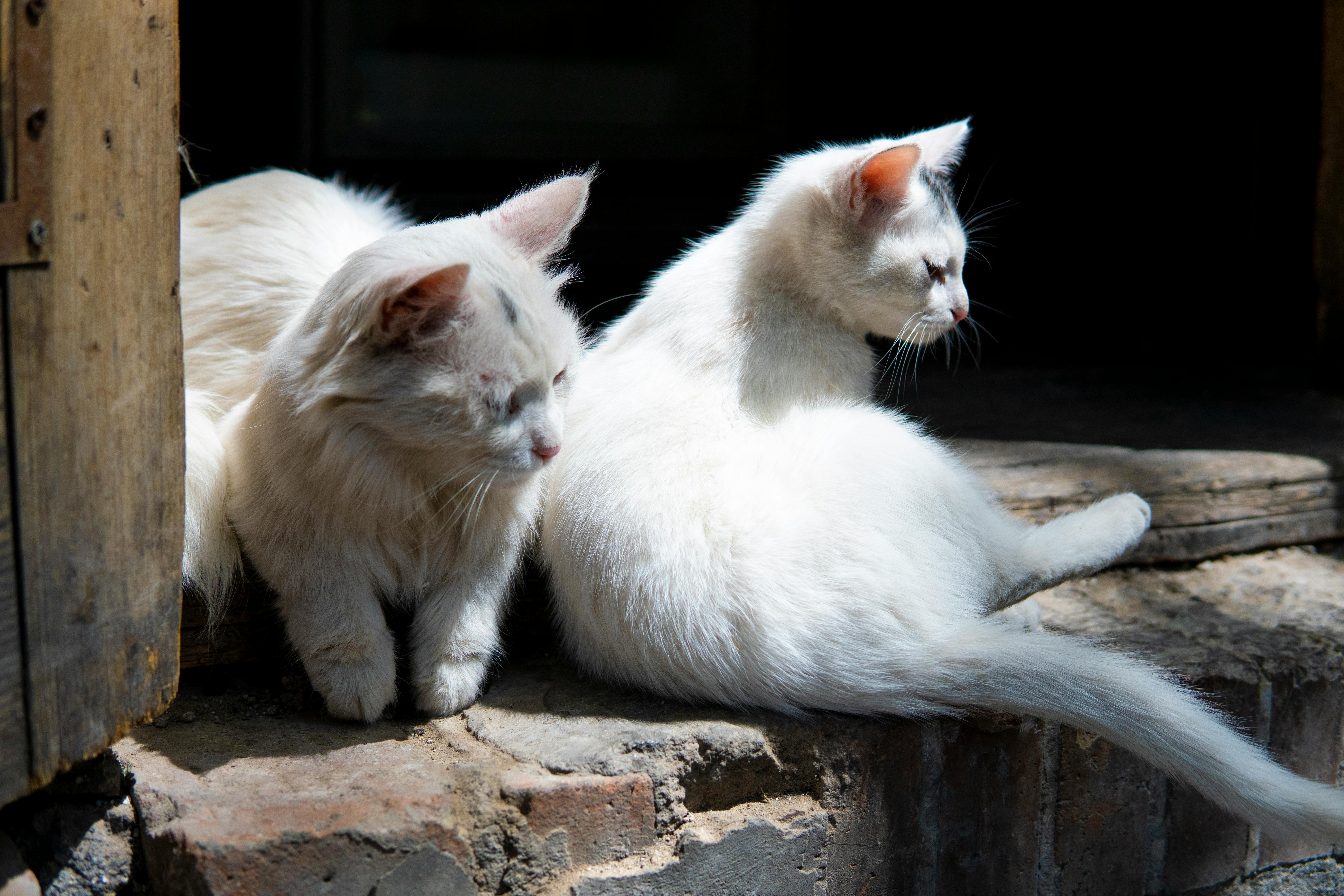 Cat On Whole Photos, Download The BEST Free Cat On Whole Stock Photos ...