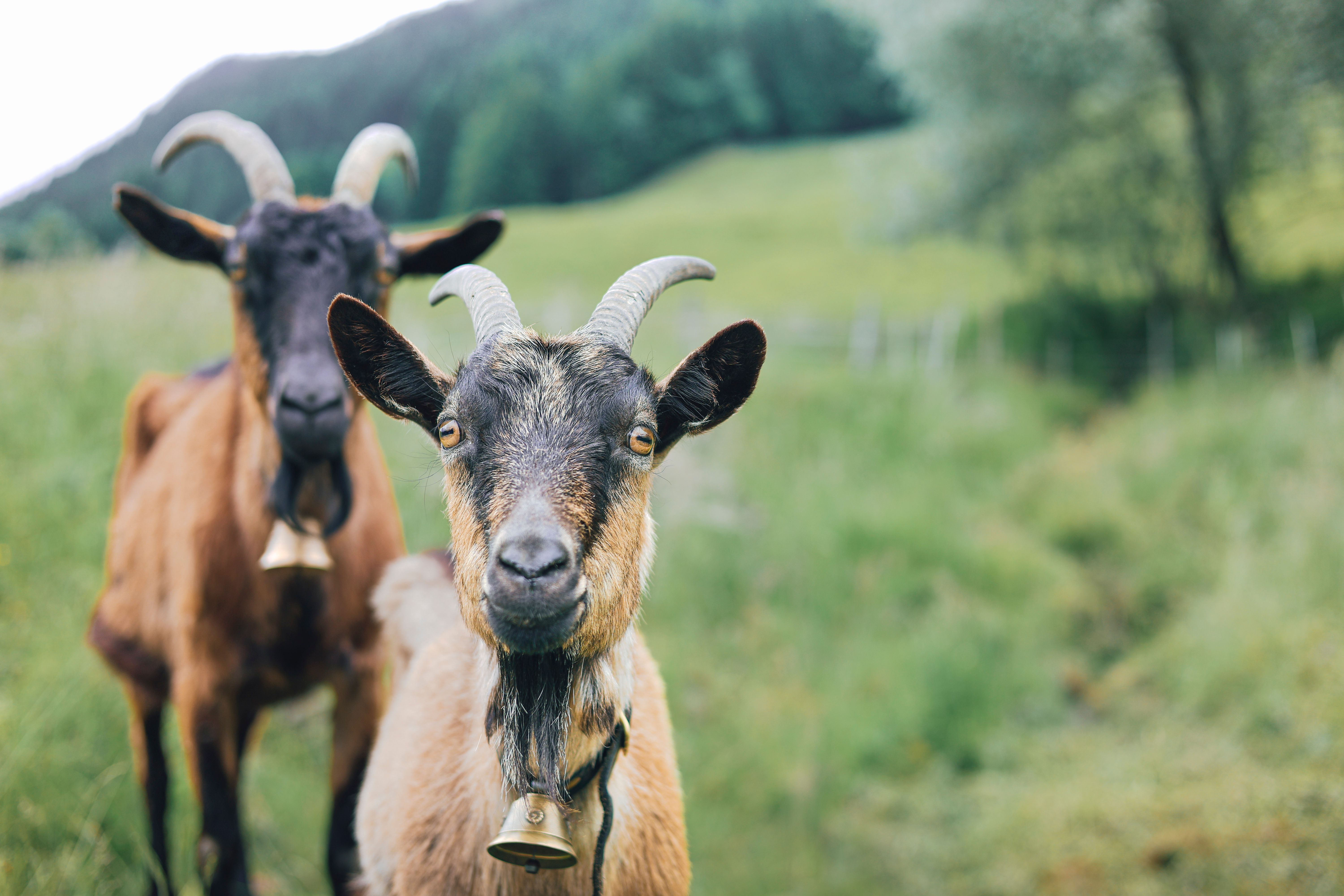 Two Goats Grazing in Bavaria's Lush Meadows · Free Stock Photo