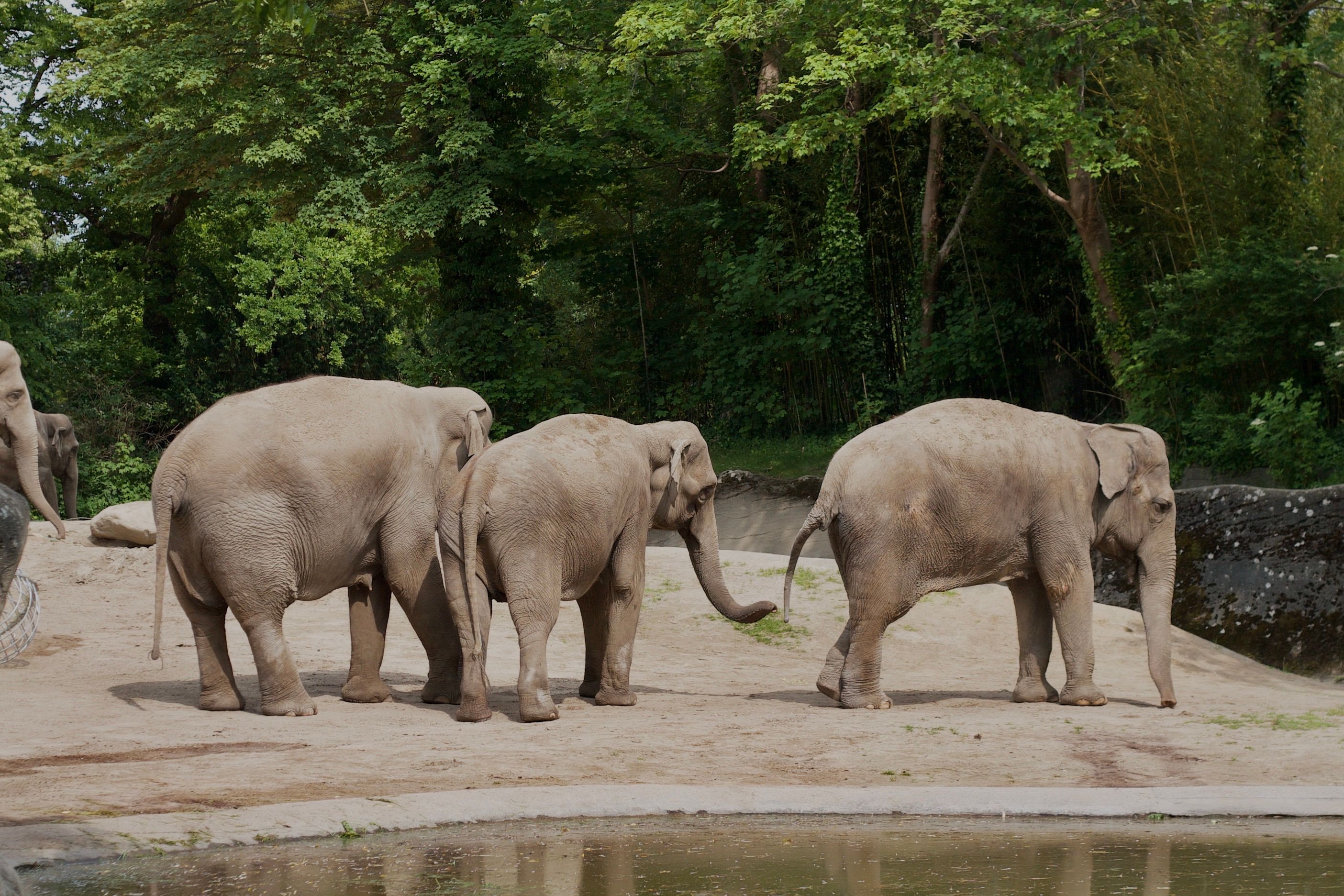 Group of Asian Elephants Walking Together in Zoo · Free Stock Photo