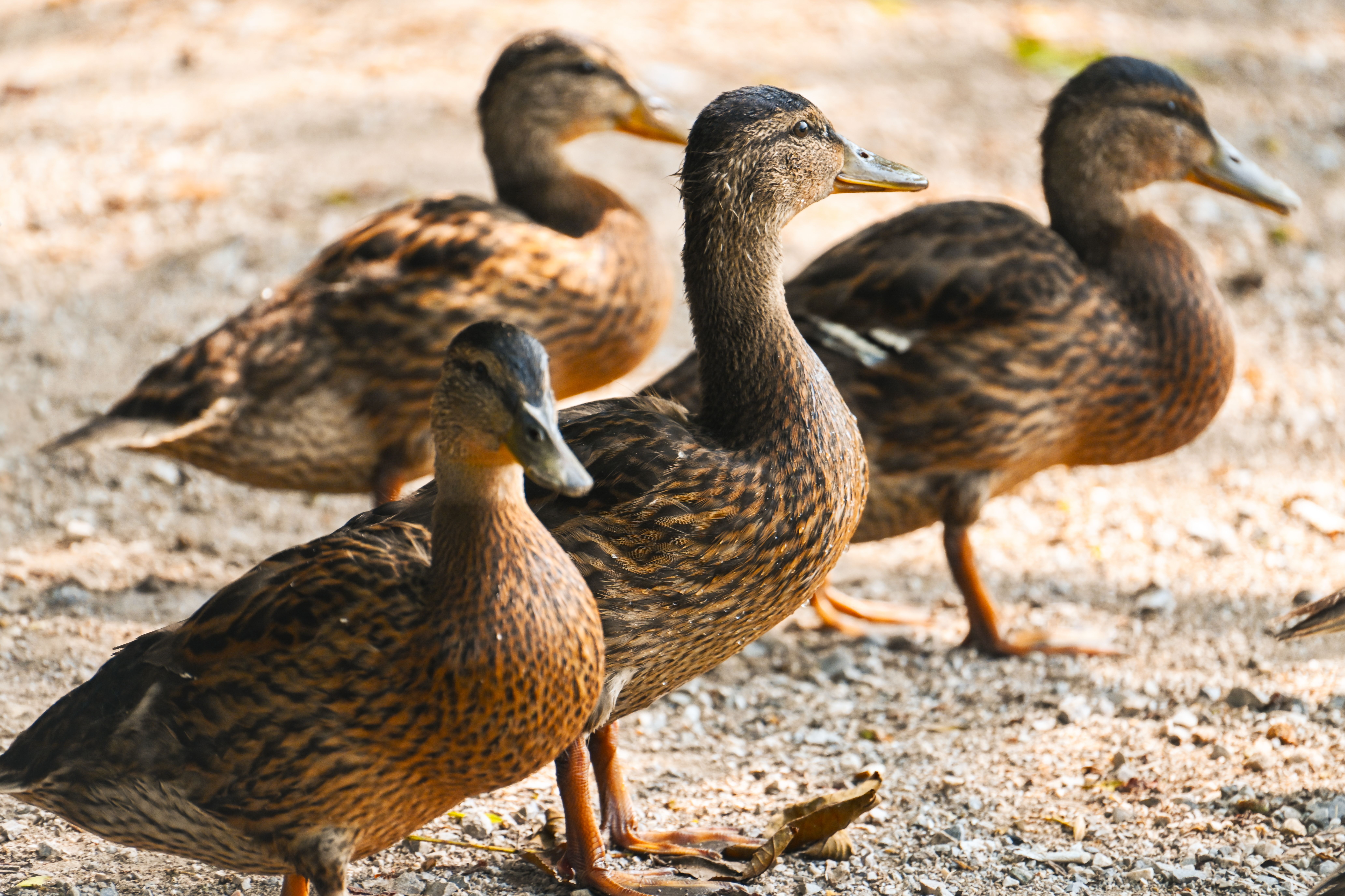 Thumbnail Ducks Photos, Download The BEST Free Thumbnail Ducks Stock ...