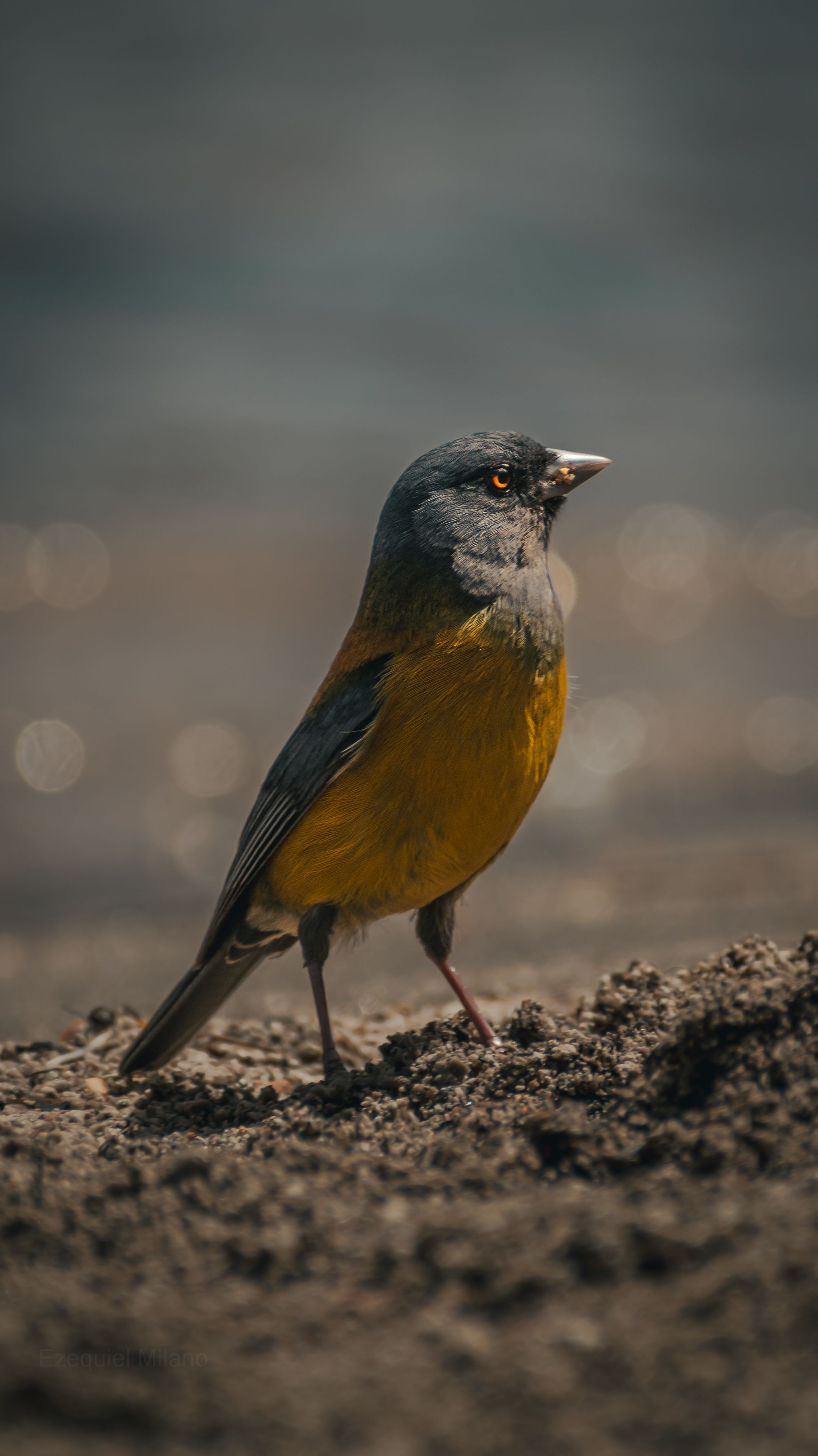 Bird With Yellow Belly Photos, Download The BEST Free Bird With Yellow ...