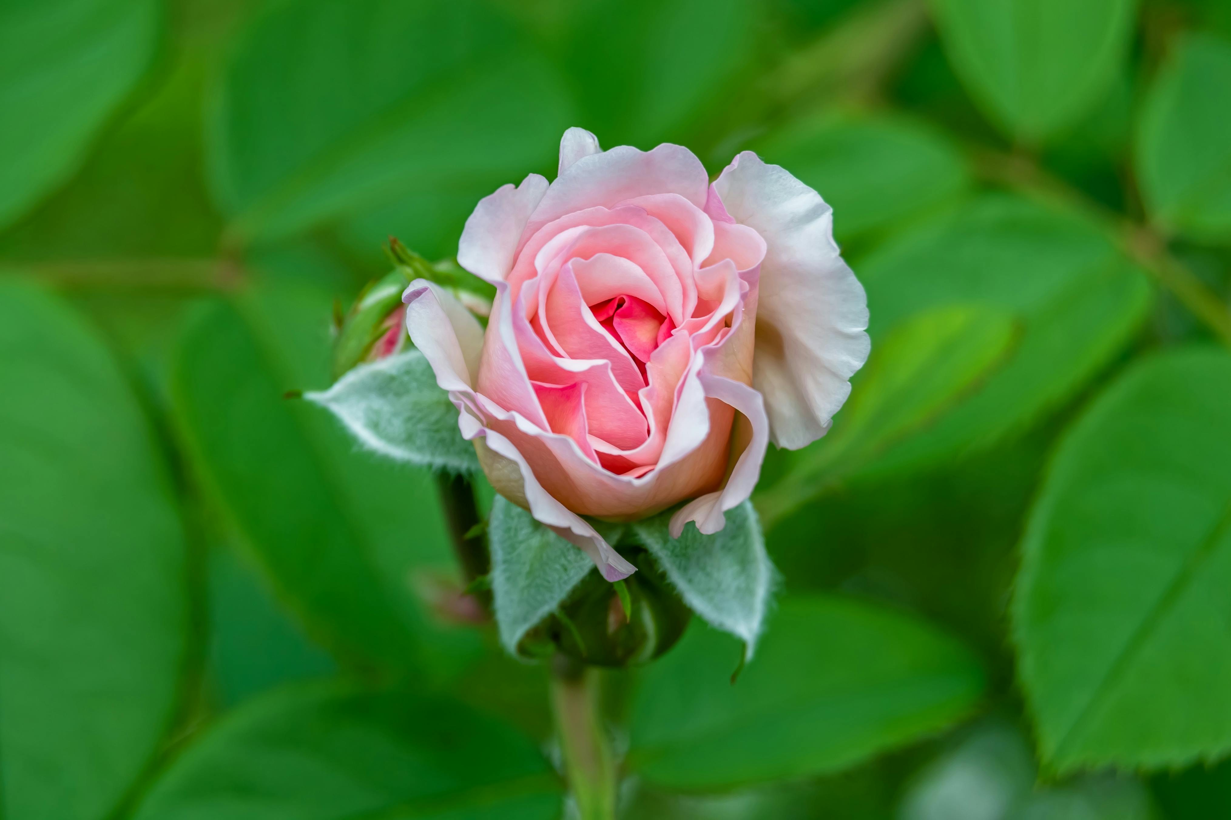 Beautiful Pink Rose Bloom in Garden · Free Stock Photo