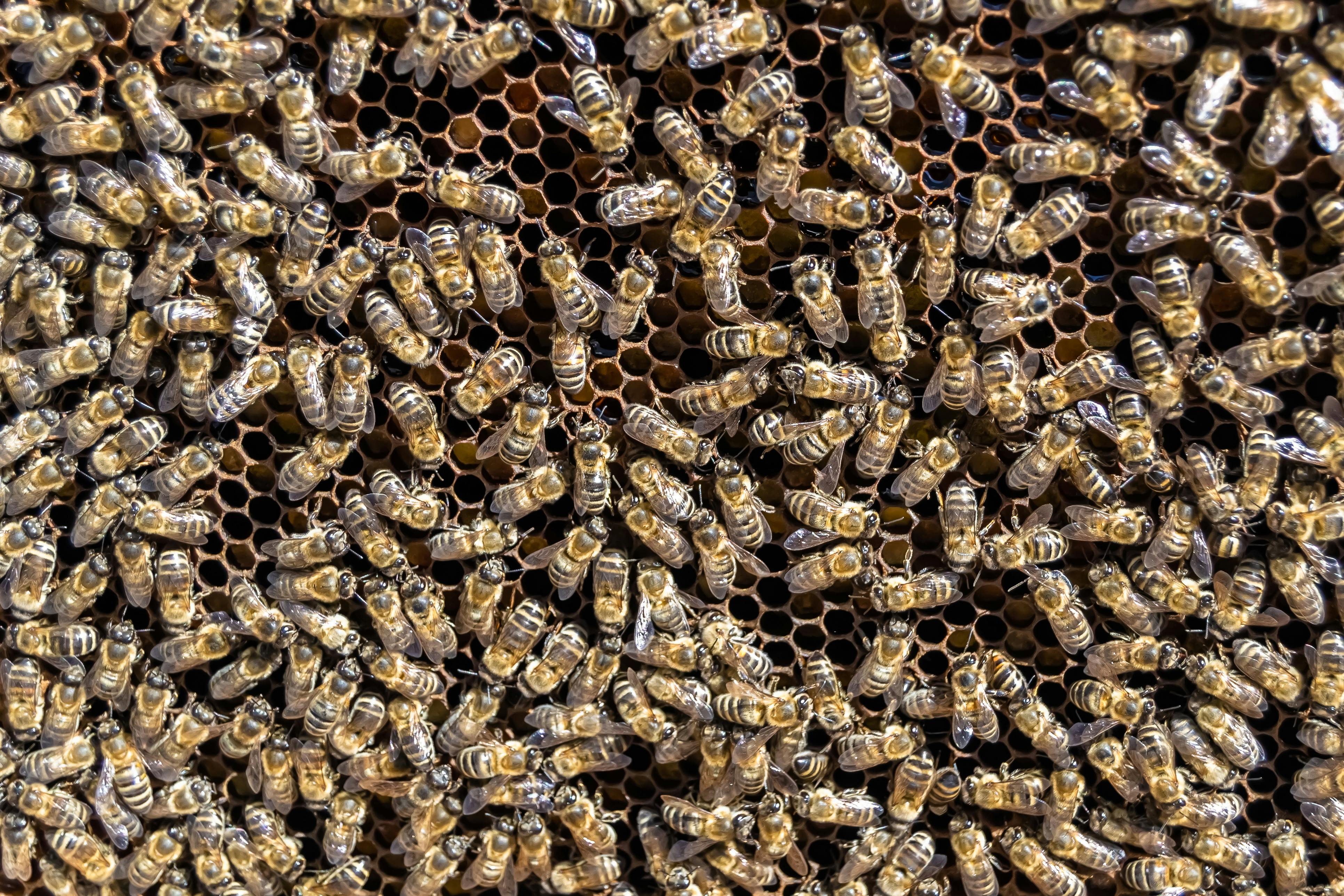 4 000+ 京都大学医学部附属病院と日本ibmが開発したaiモデルが遺伝性血管性浮腫（hae）診断に有用性を発表 banque d ...