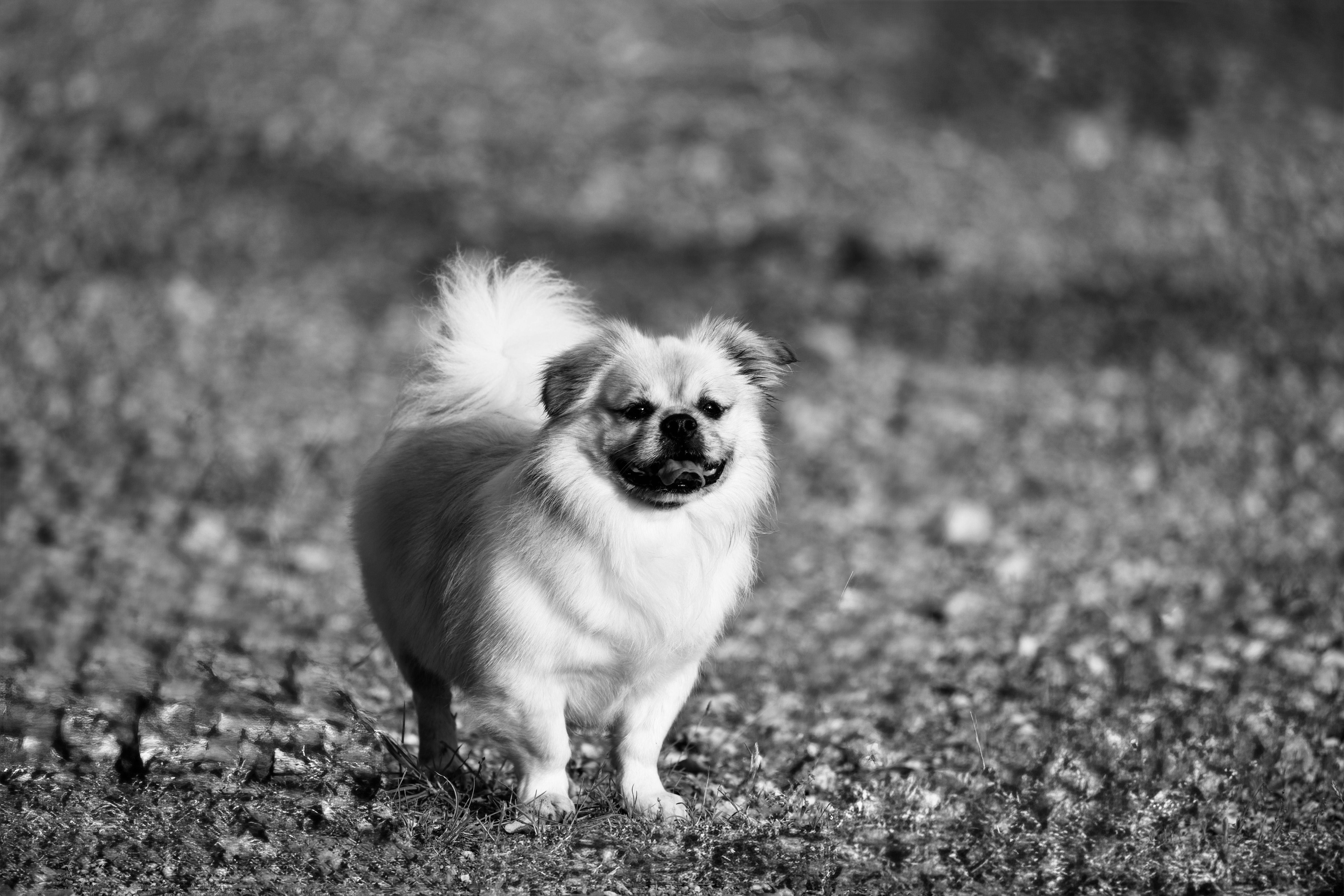 Black and White Portrait of a Fluffy Dog Outdoors · Free Stock Photo
