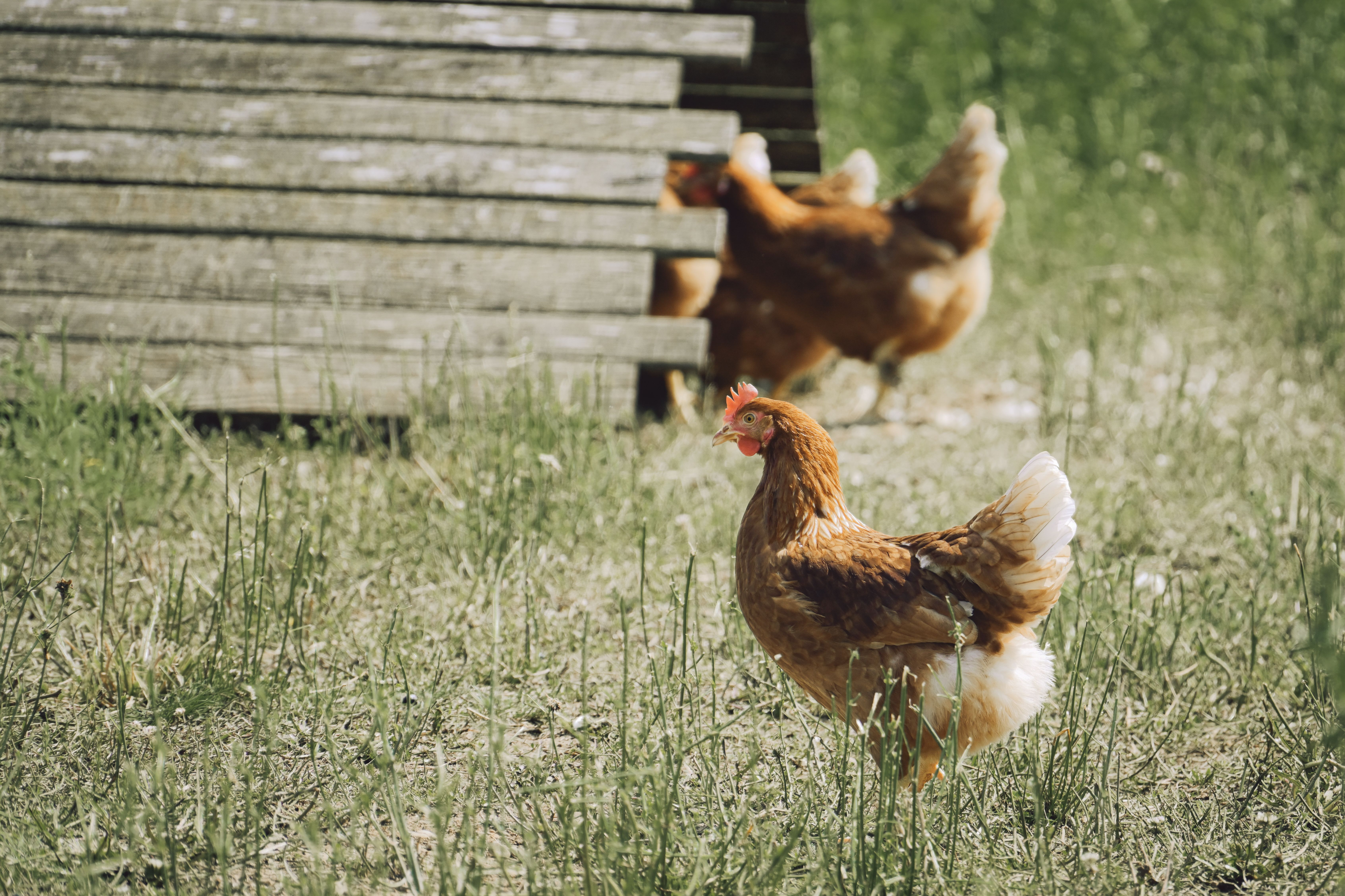 Free Range Chickens Grazing in Sunlit Meadow · Free Stock Photo