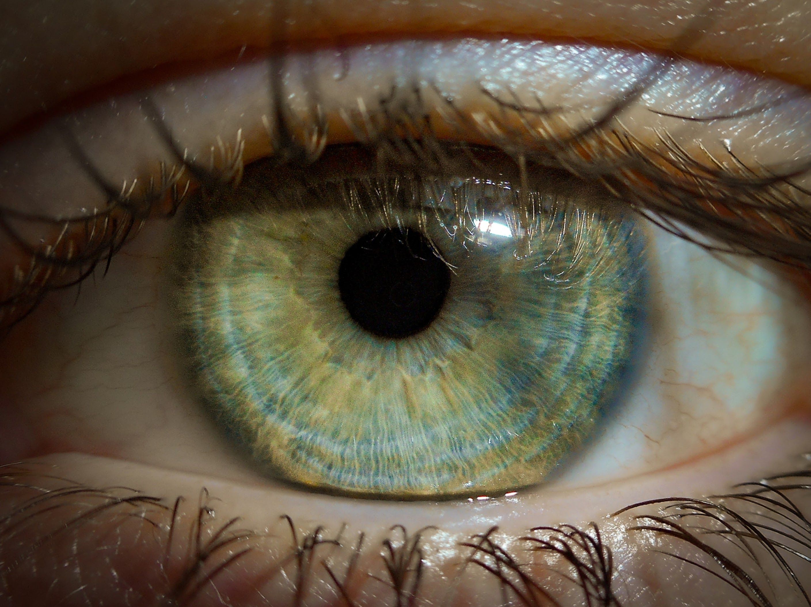 Human Eye Photos, Download The BEST Free Human Eye Stock Photos & HD Images