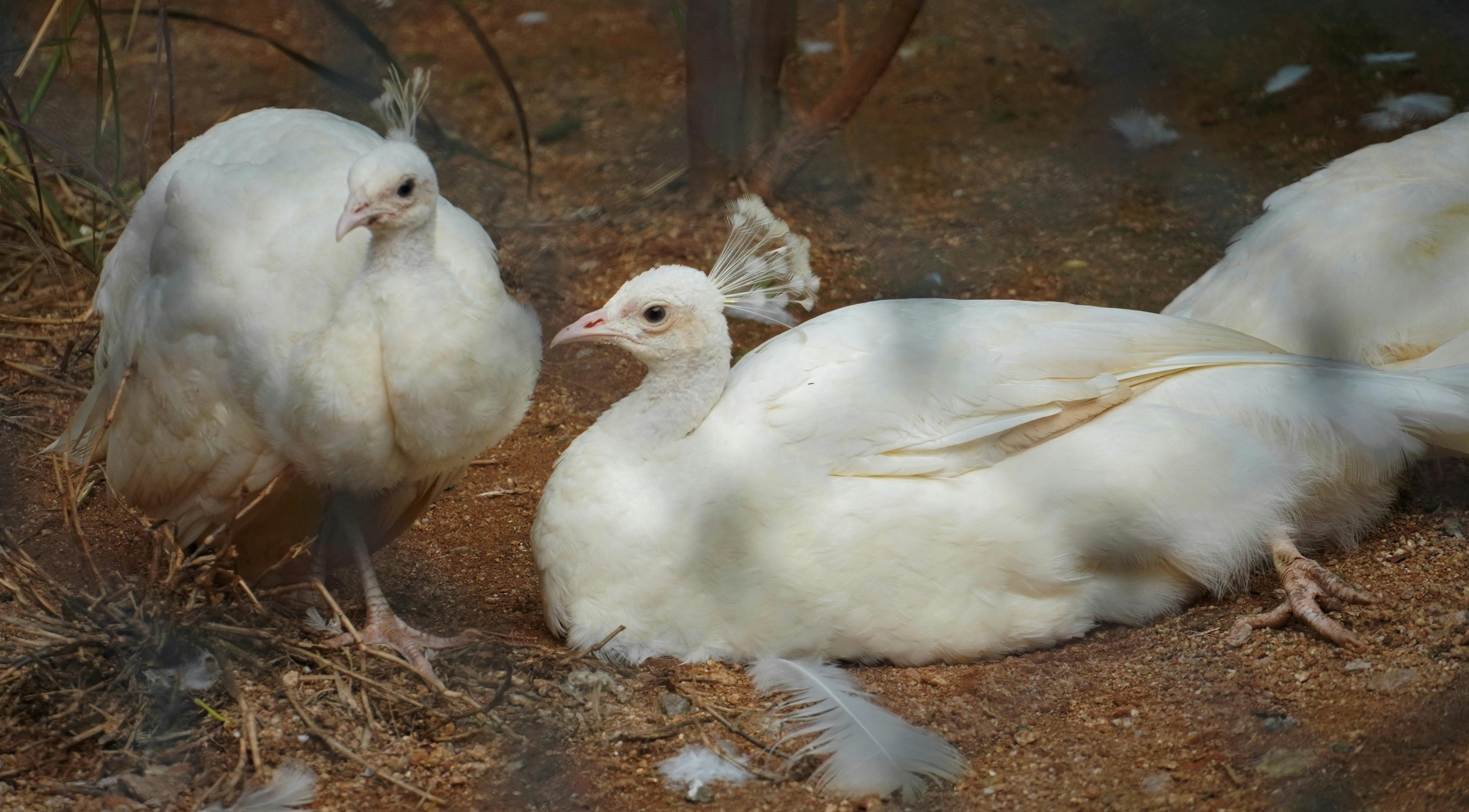 Understanding Centripetal and Centrifugal Forces in Rotating Objects