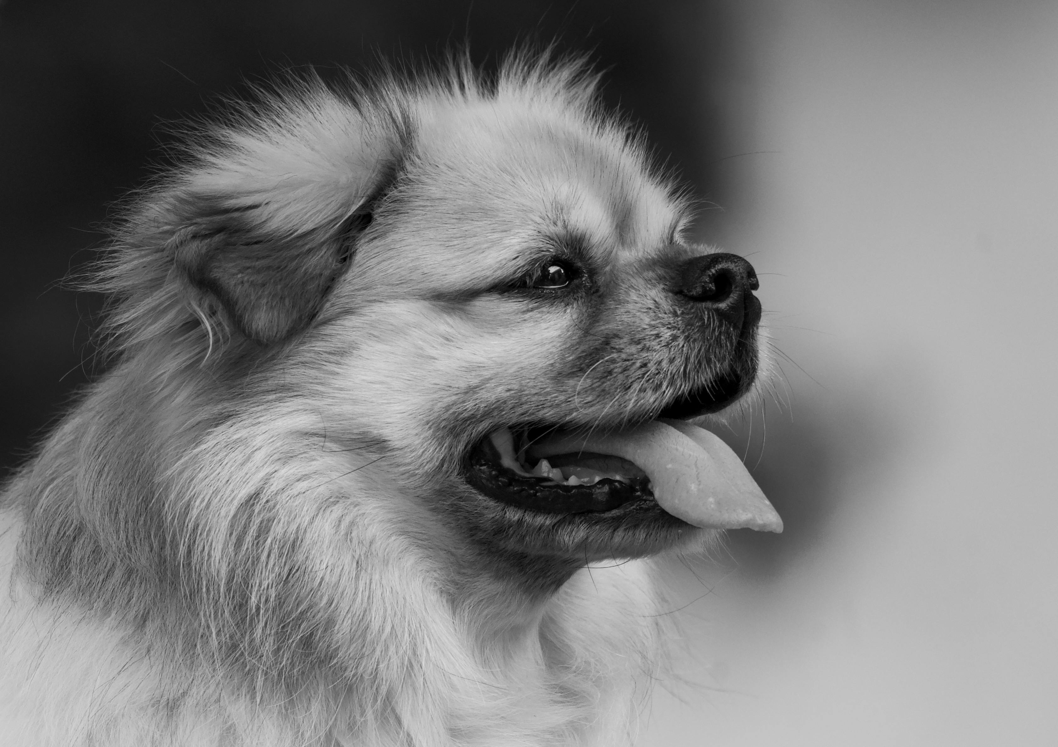 Dog Browser Pewdiepie Photos, Download The BEST Free Dog Browser ...