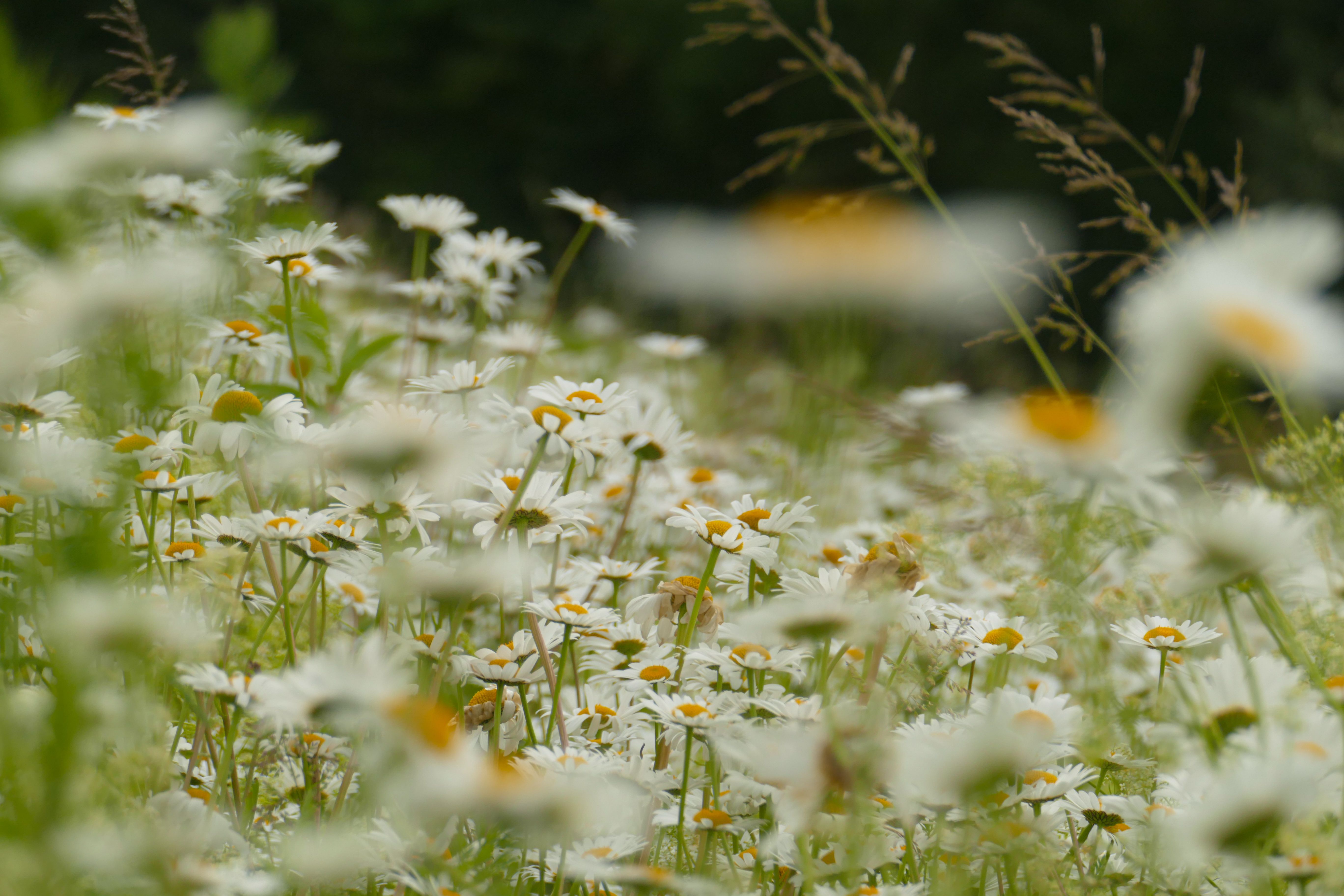 Vibrant Meadow of Daisies in Full Bloom · Free Stock Photo