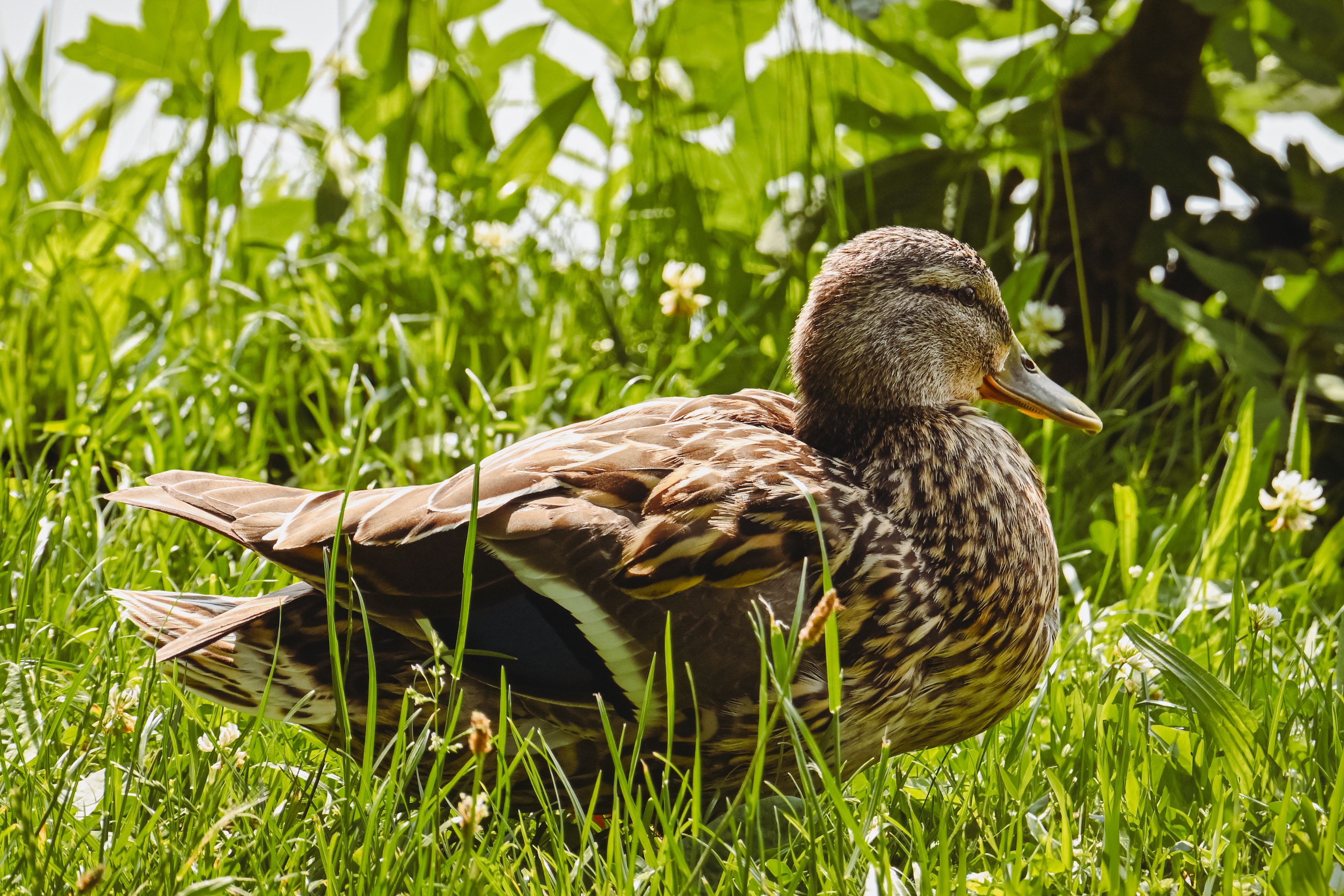 Primer Plano De Un Pato Real En Un Parque Soleado · Foto de stock gratuita
