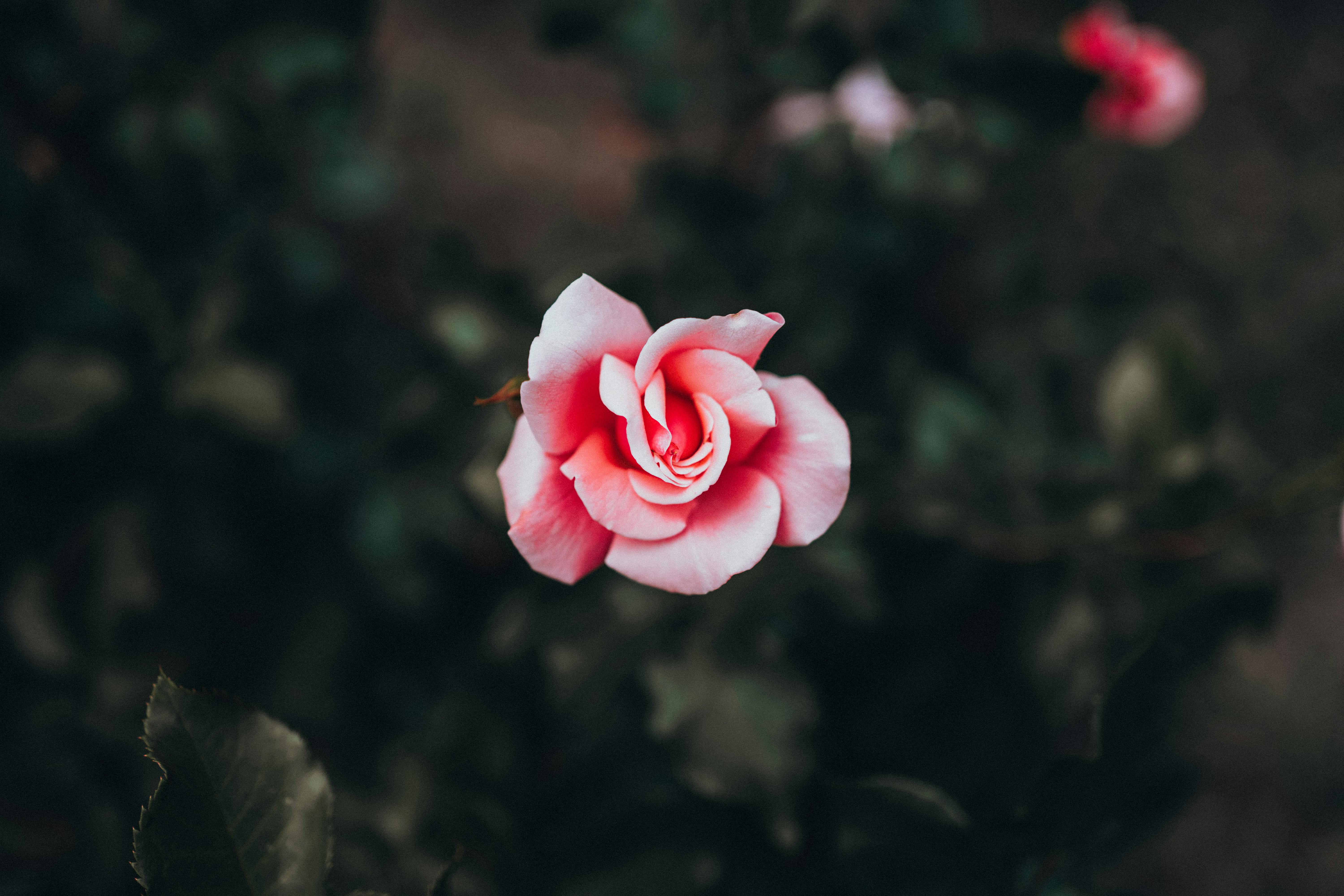 Trandafir Roz Frumos înflorit Prim Plan · Imagine de stoc gratuită