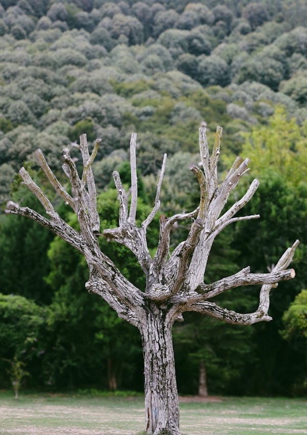 Oak Tree Photos, Download The BEST Free Oak Tree Stock Photos & HD Images