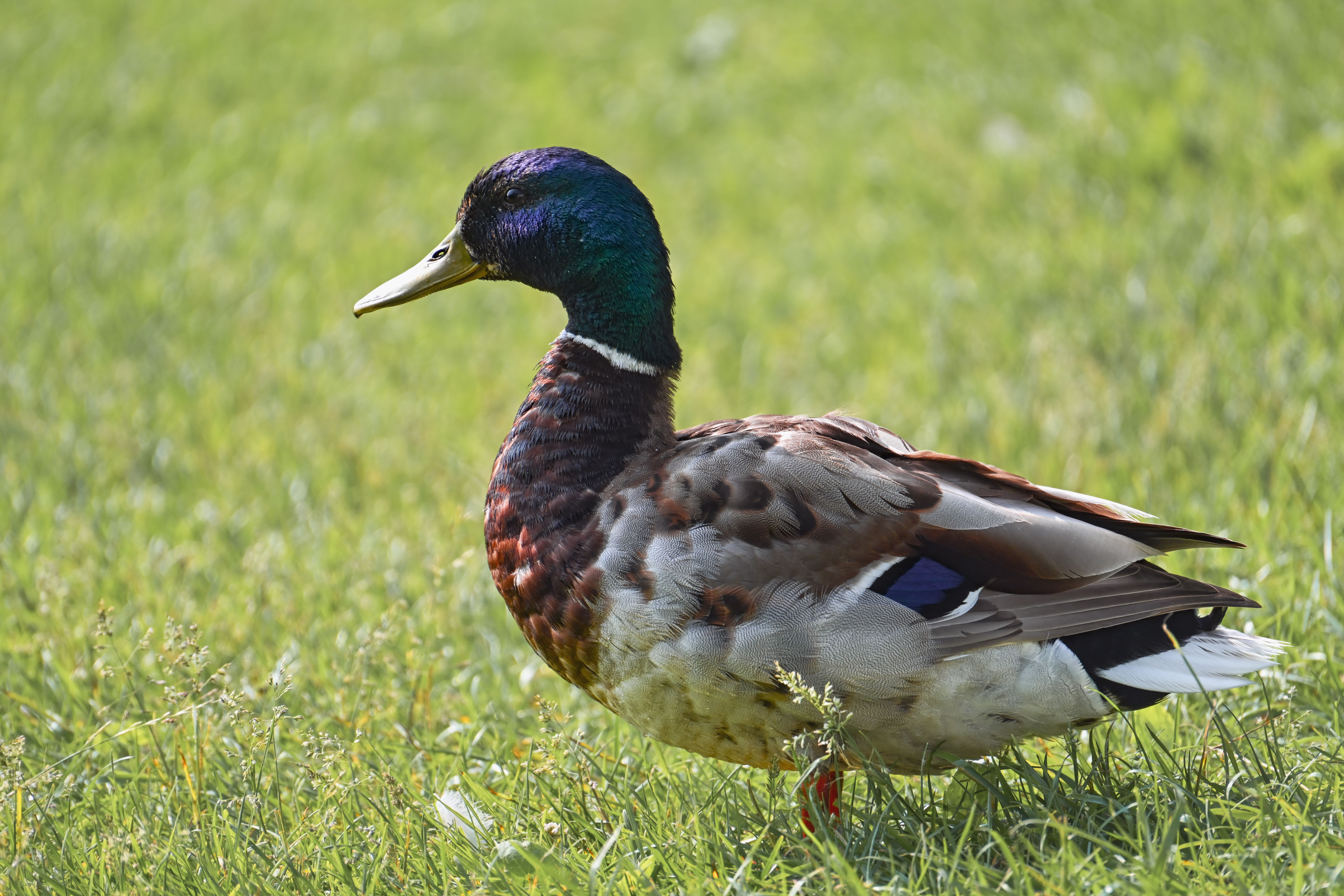 Close-up of a Mallard Duck in a Sunny Meadow · Free Stock Photo