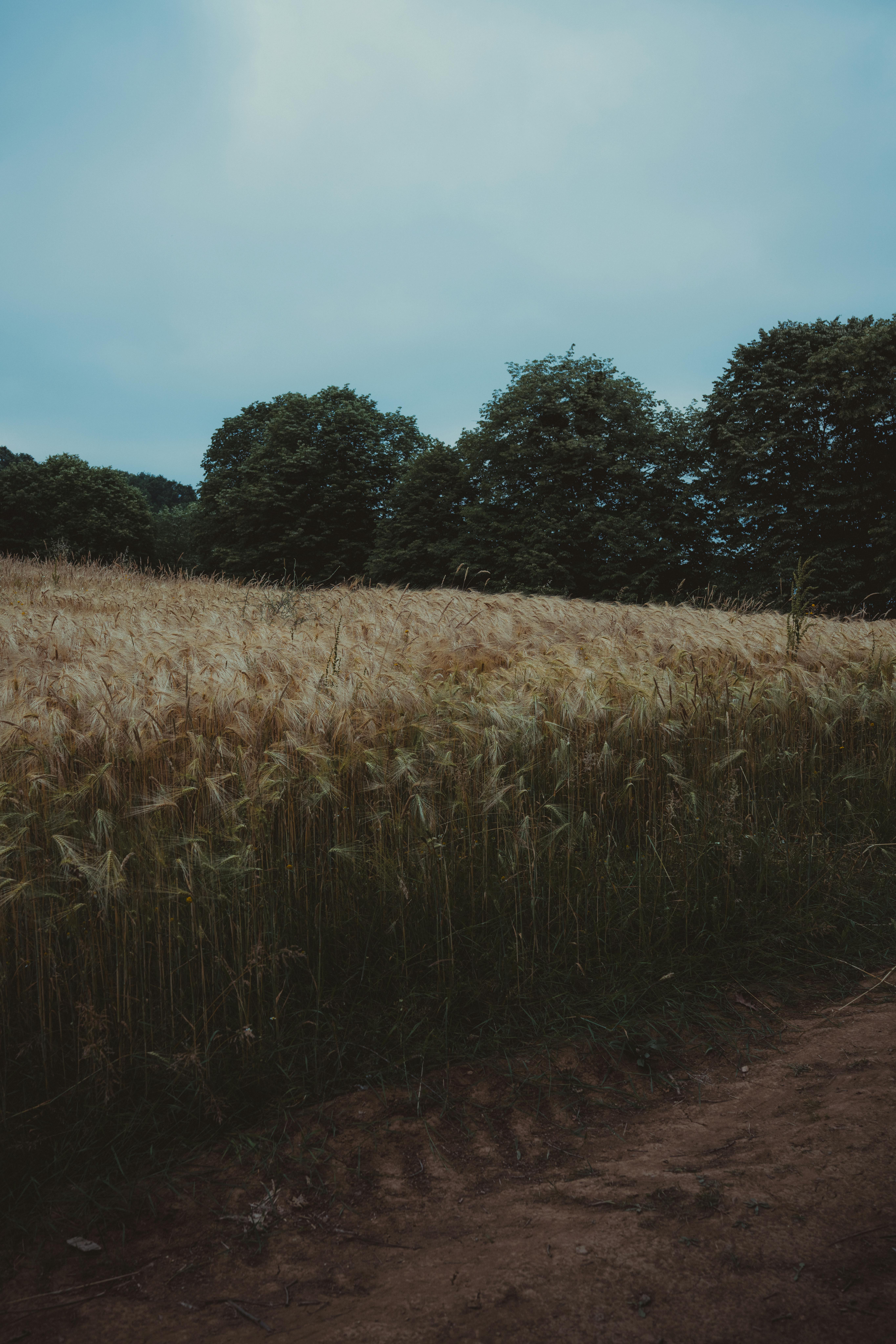 Vray Trees And Grass Nature Photos, Download The BEST Free Vray Trees ...