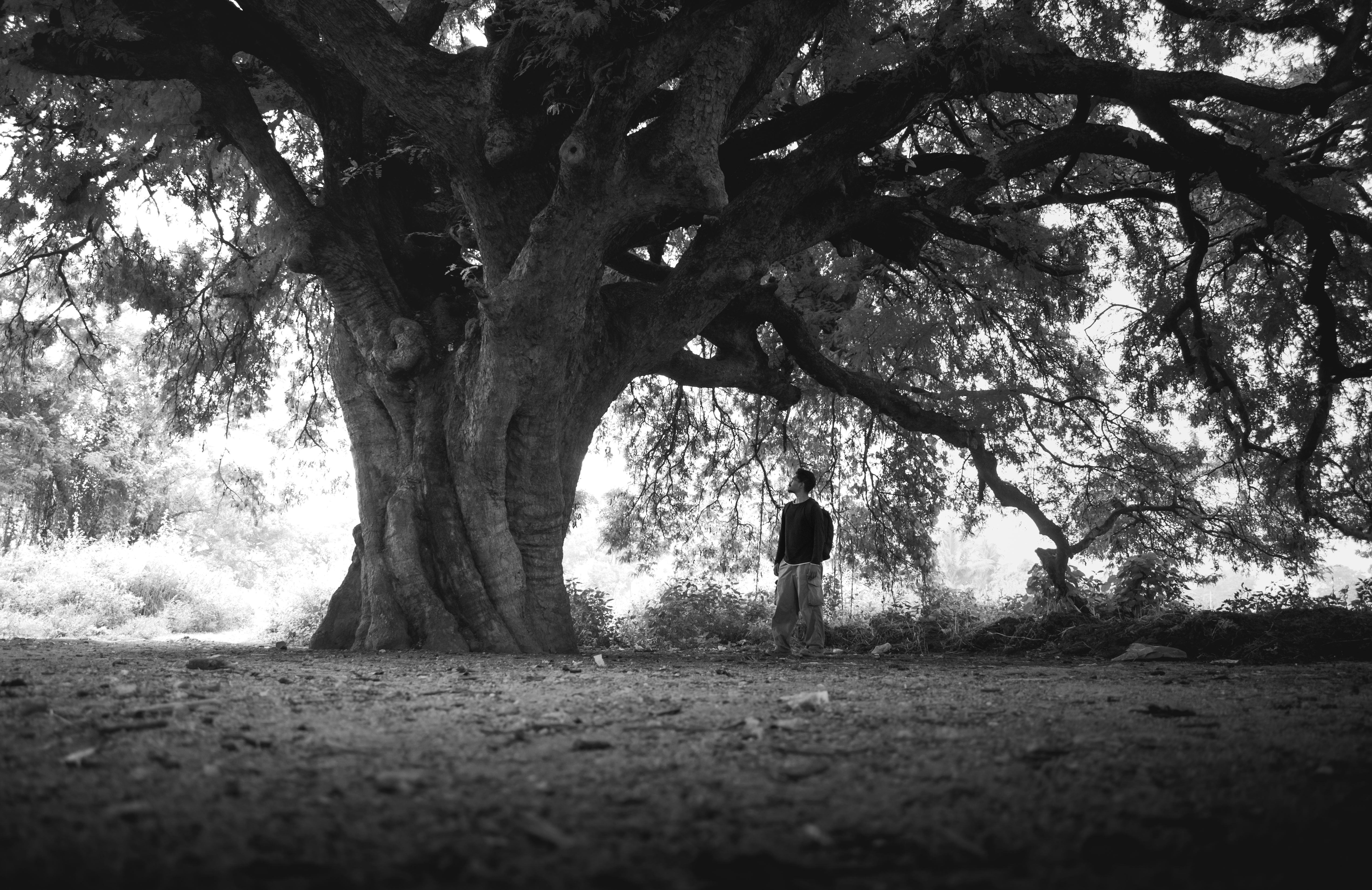 Man Standing Beside a Majestic Oak Tree · Free Stock Photo