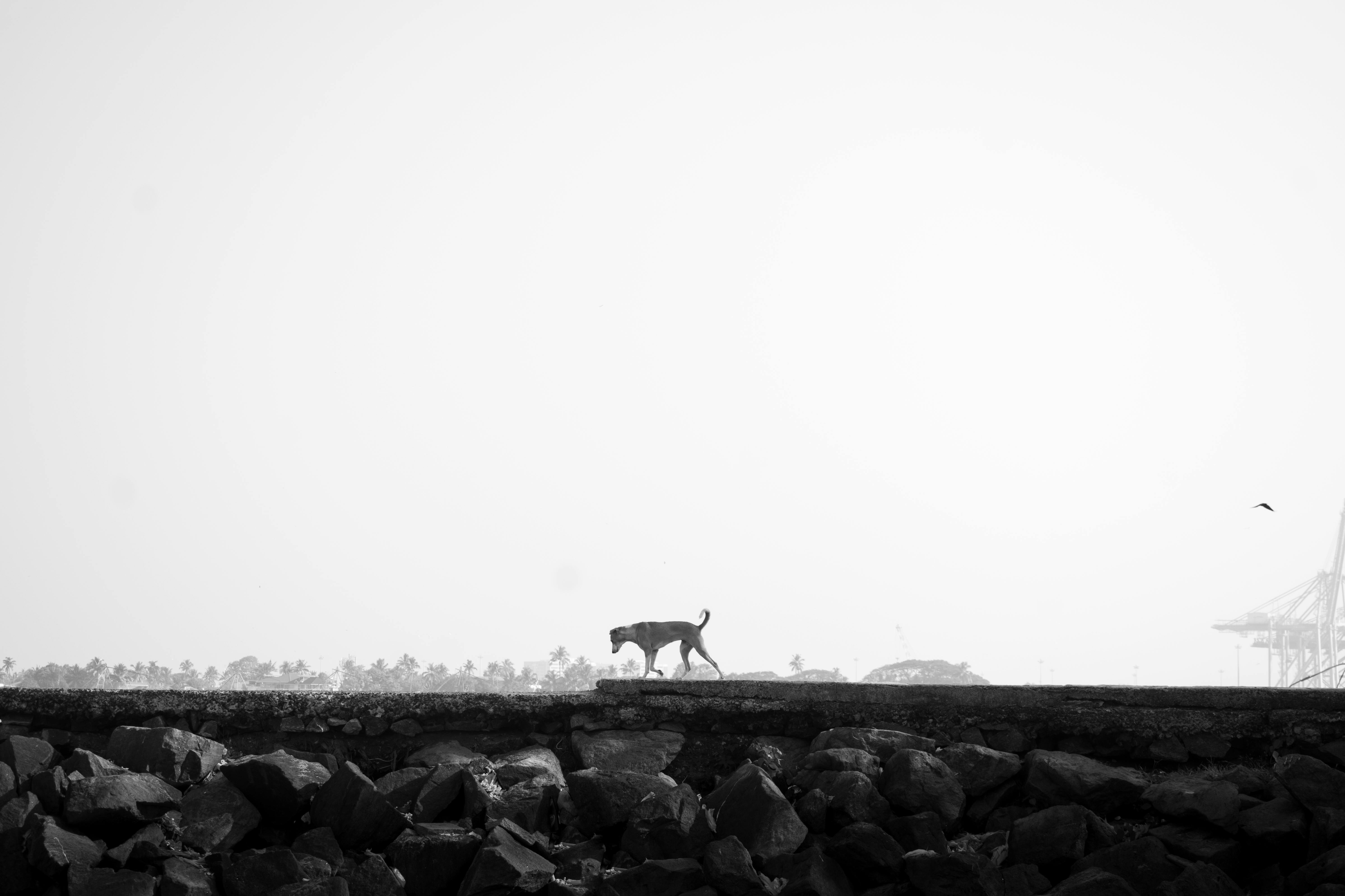 Deer Black And White Photos, Download The BEST Free Deer Black And ...