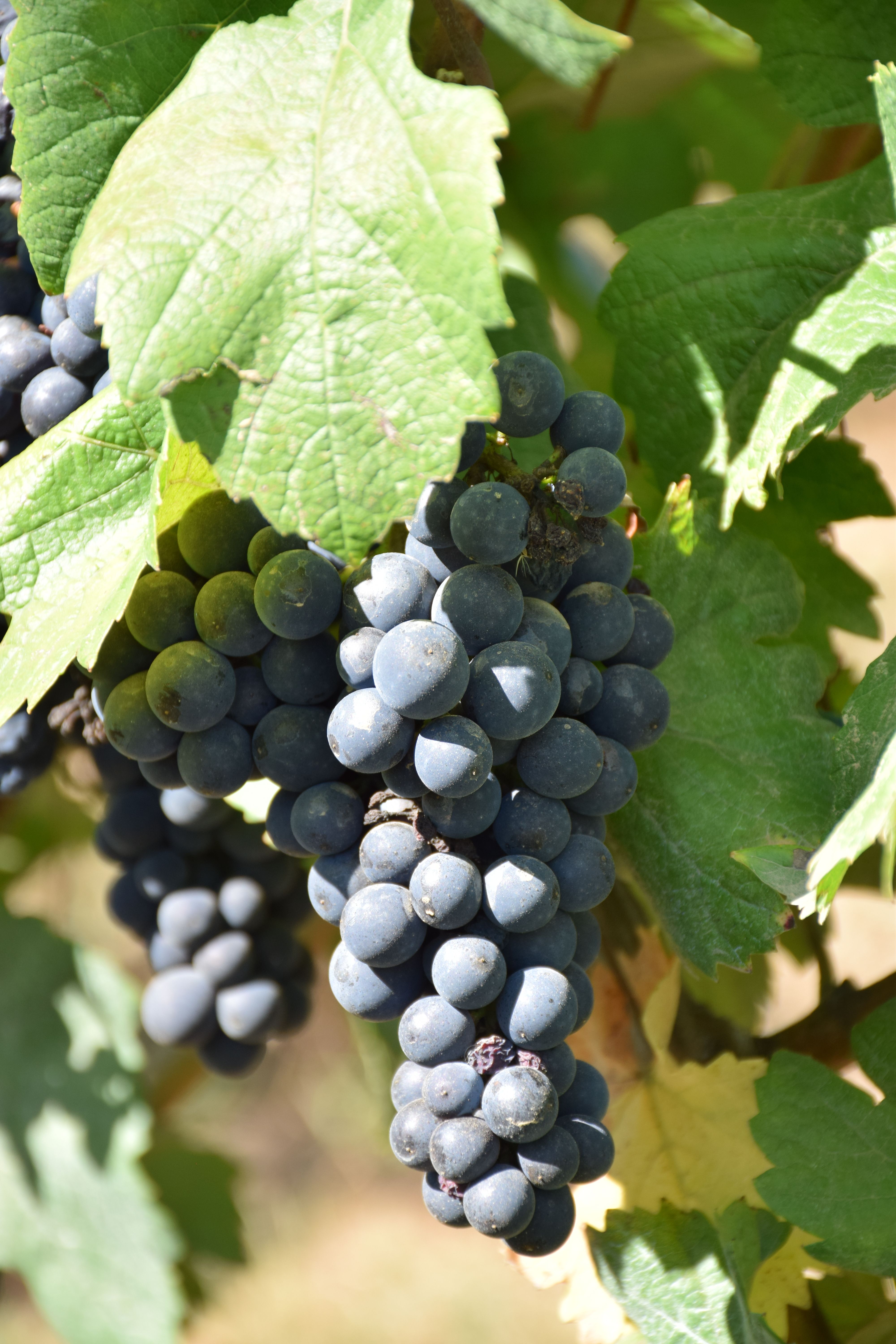 Close Up Photo of Grape Fruit · Free Stock Photo