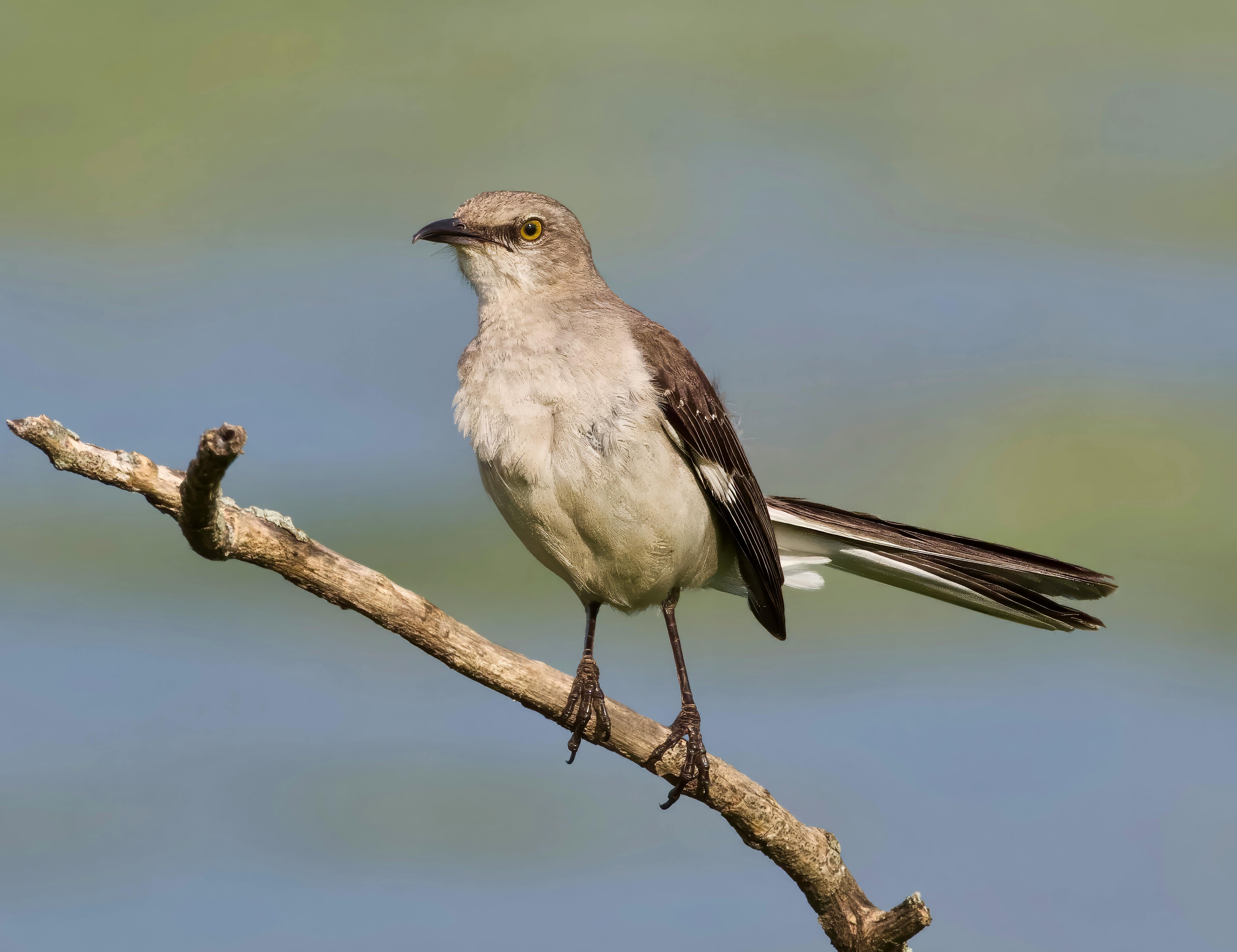 Northern Mockingbird Habitat, Behavior, and Facts