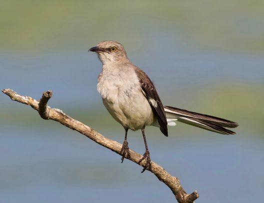 Northern Mockingbird Habitat, Behavior, and Facts
