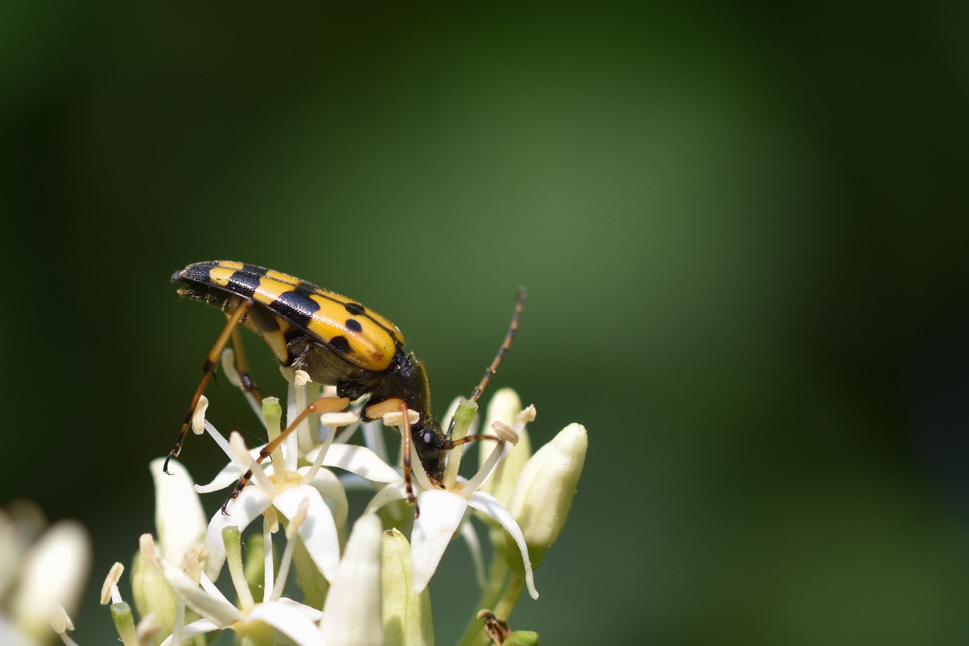 Macro Shot of Yellow Insect on White Flower · Free Stock Photo