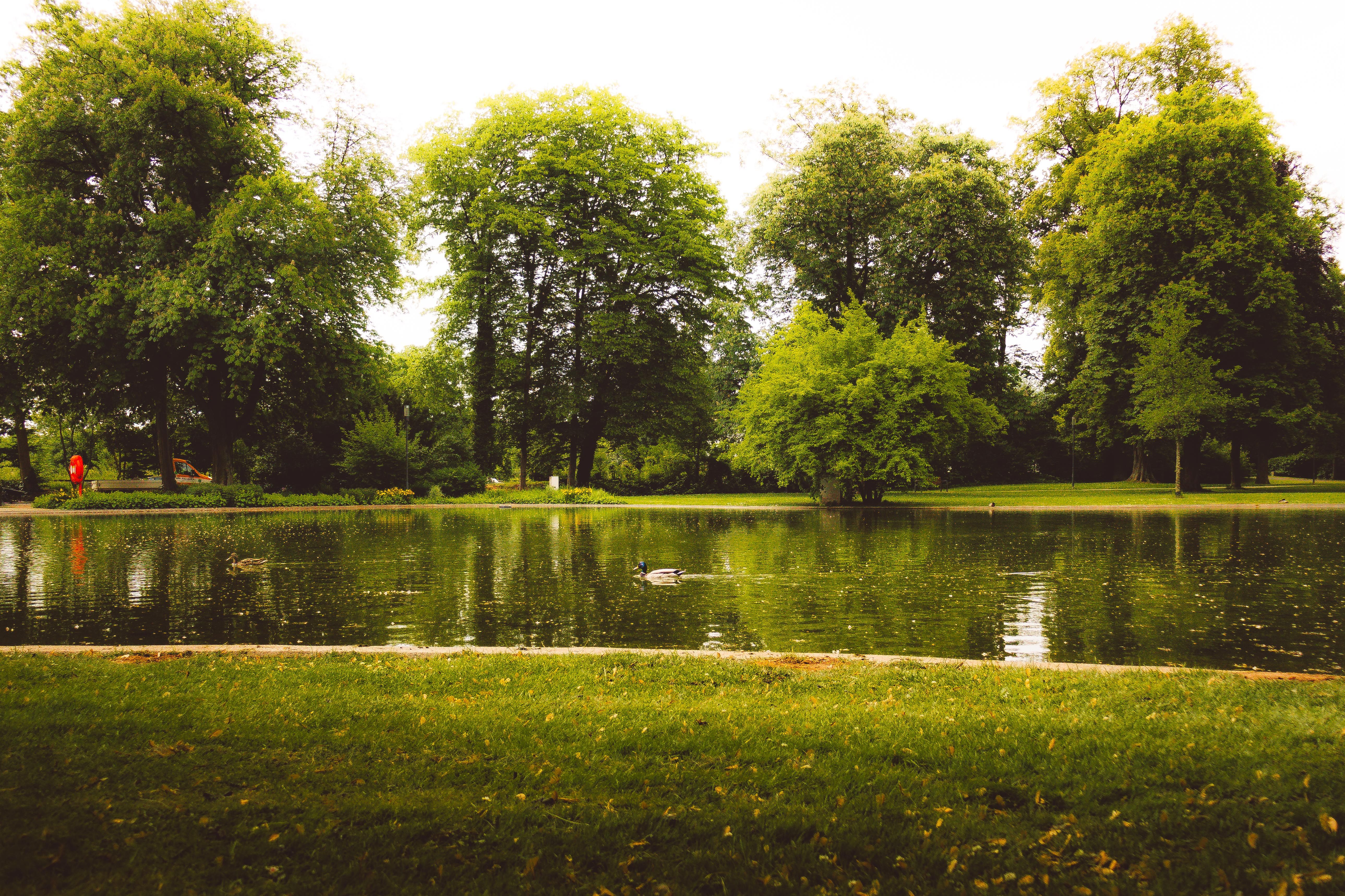 Duck Tells Photos, Download The BEST Free Duck Tells Stock Photos & HD ...