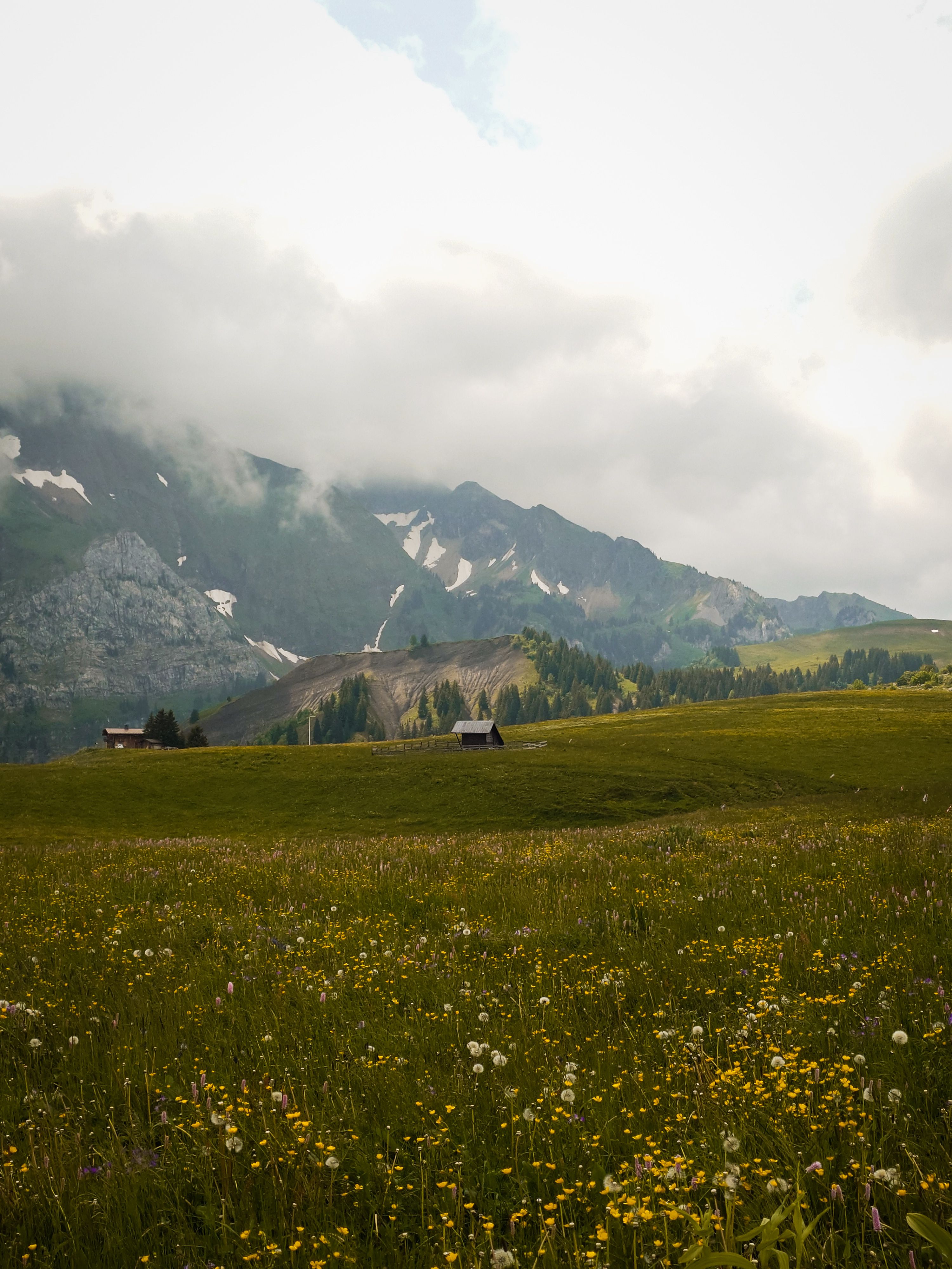 Scenic Alpine Meadow with Mountain Panorama · Free Stock Photo
