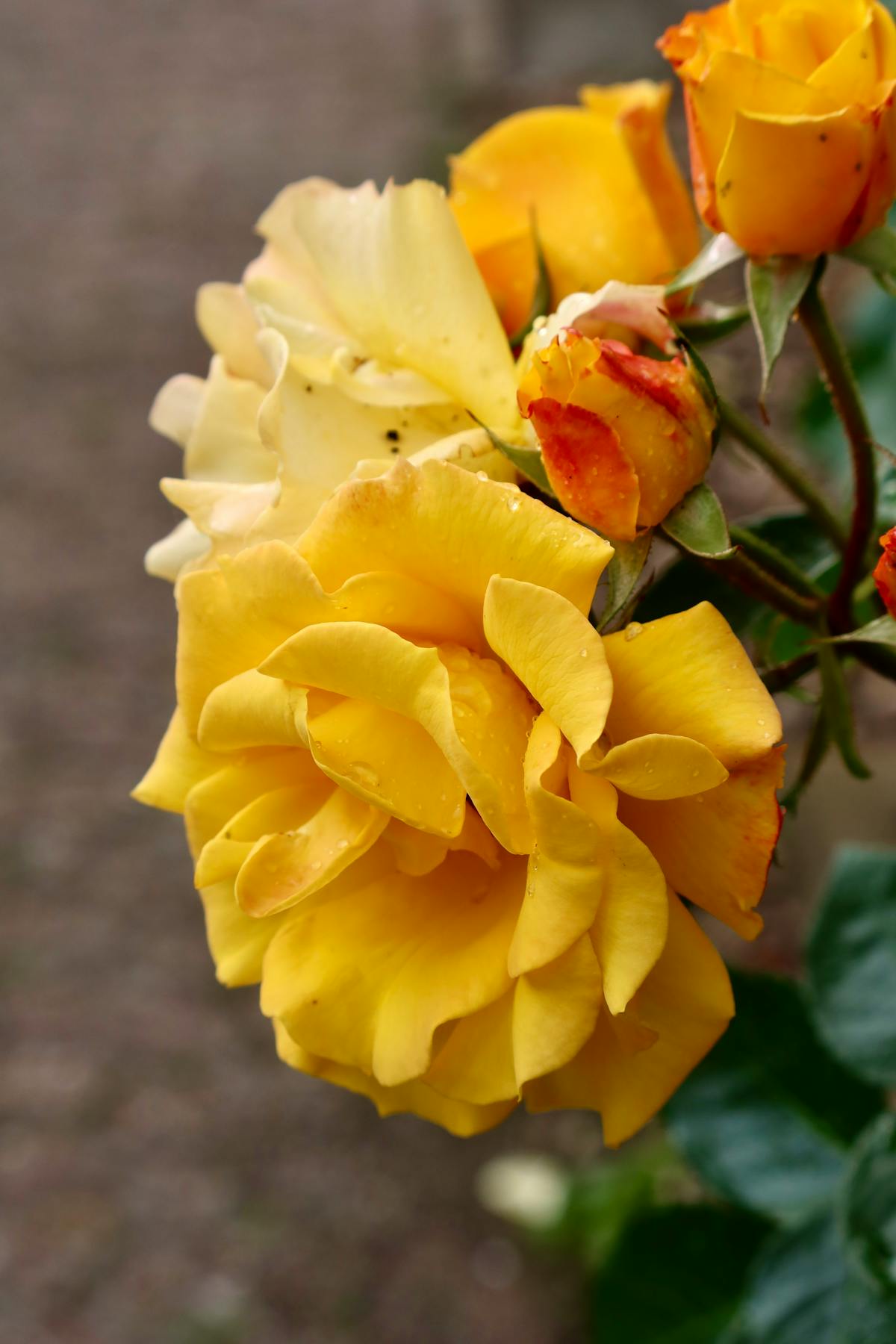 Yellow Color Photos, Download The BEST Free Yellow Color Stock Photos ...