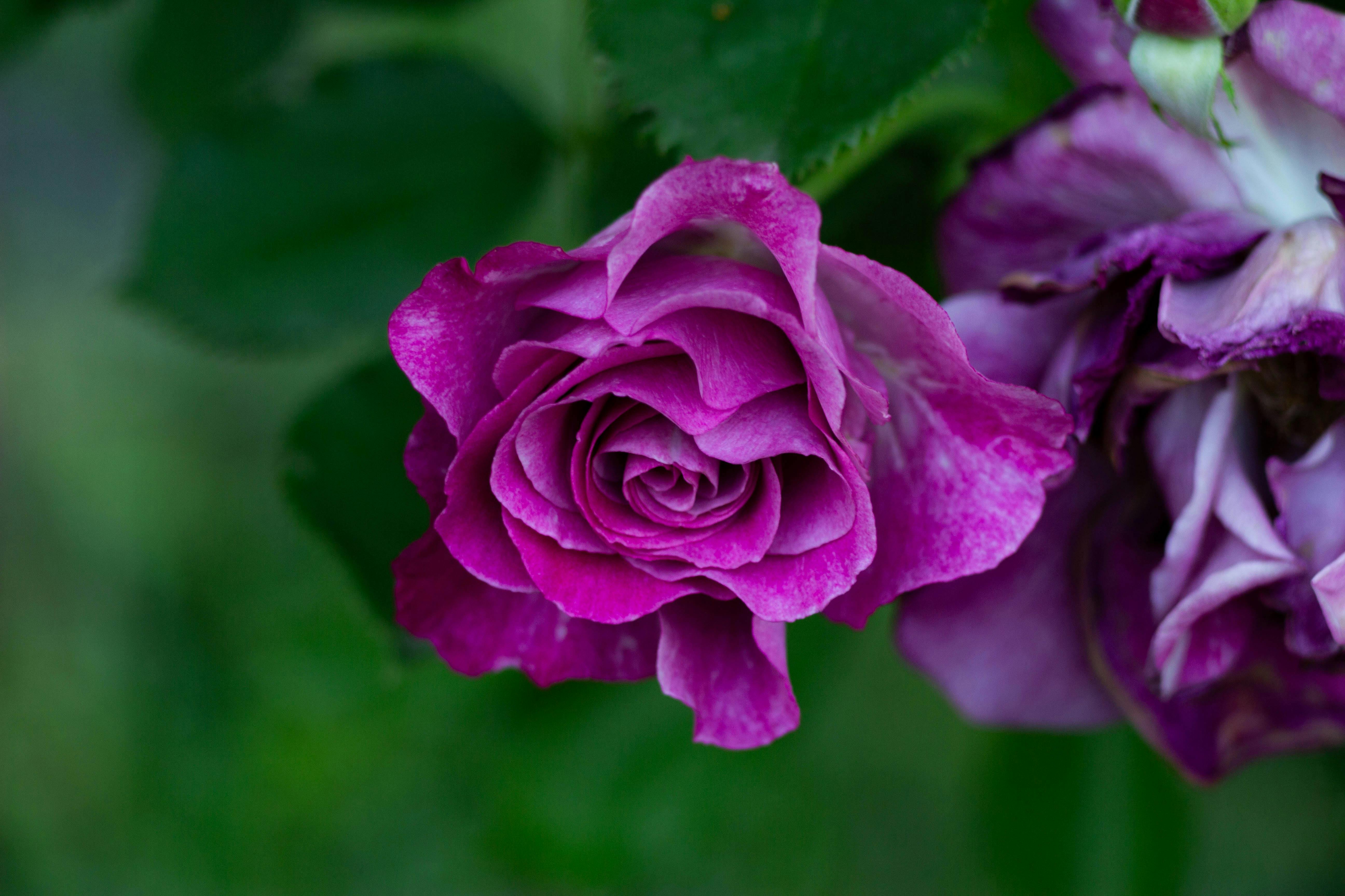 Vibrant Color Photos, Download The BEST Free Vibrant Color Stock Photos ...