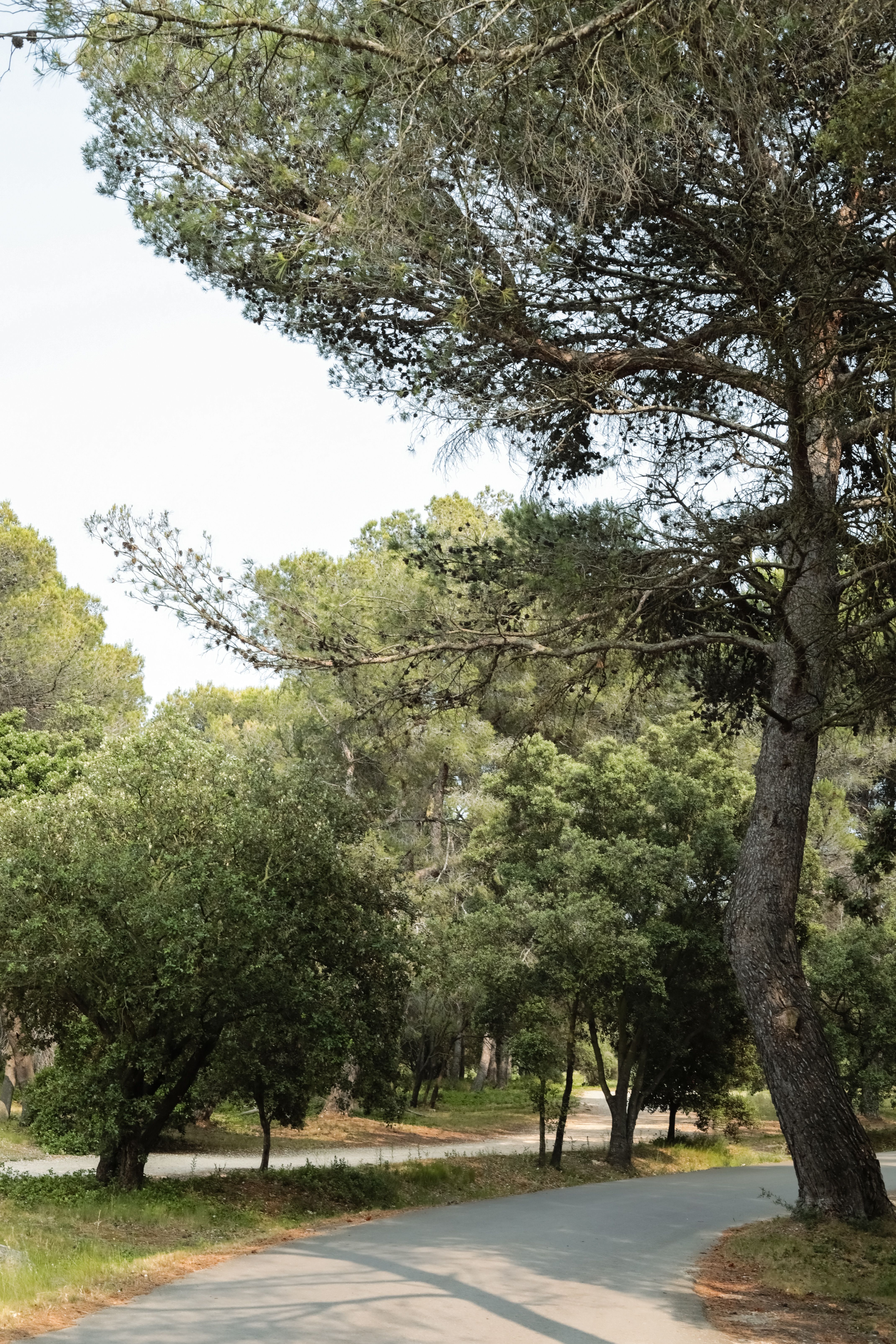 Scenic Pathway through Pine Forest in Provence · Free Stock Photo