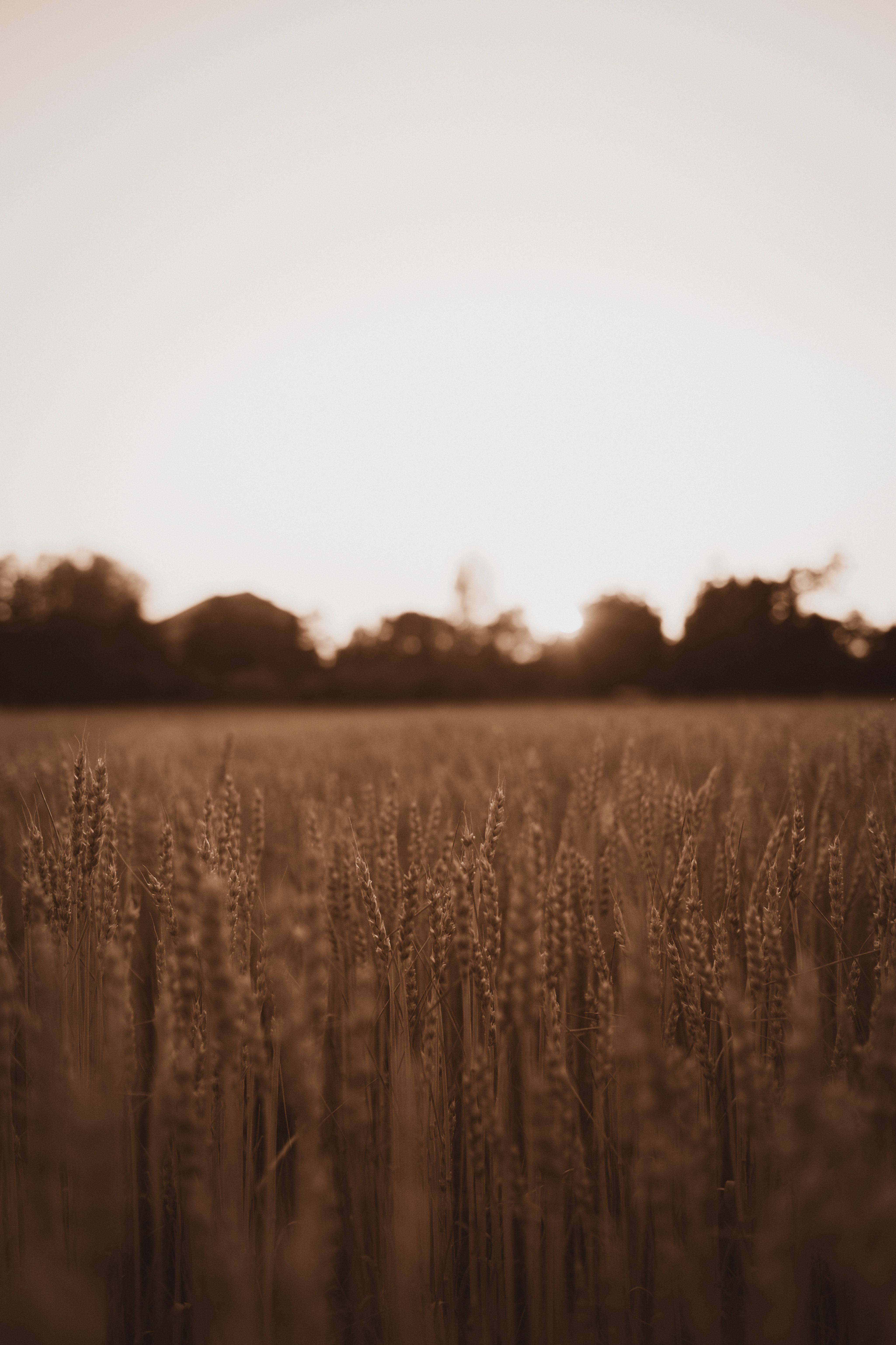 Tranquil Wheat Field at Sunset in Sepia Tone · Free Stock Photo