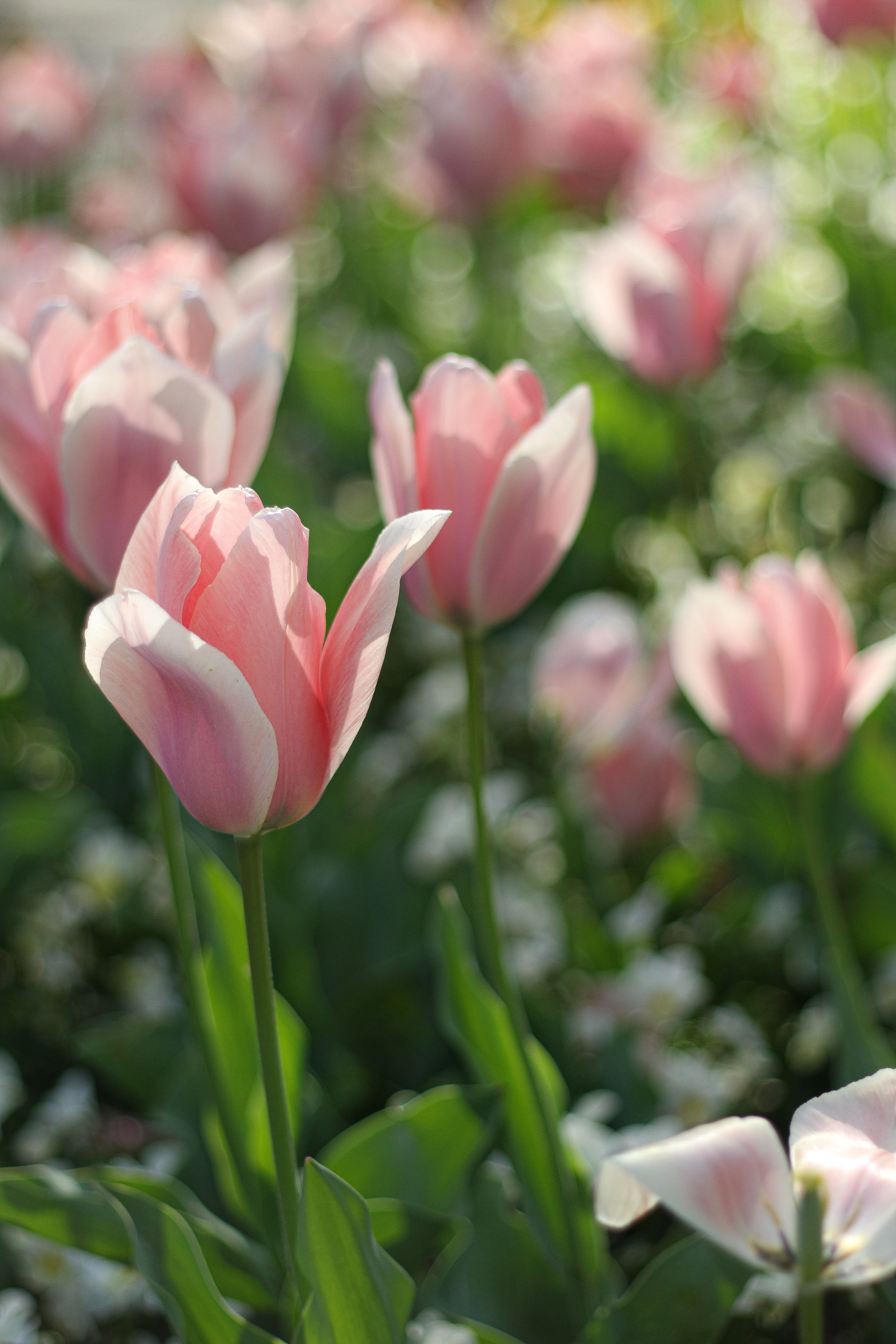 Beautiful Pink Tulips in a Spring Garden Setting · Free Stock Photo