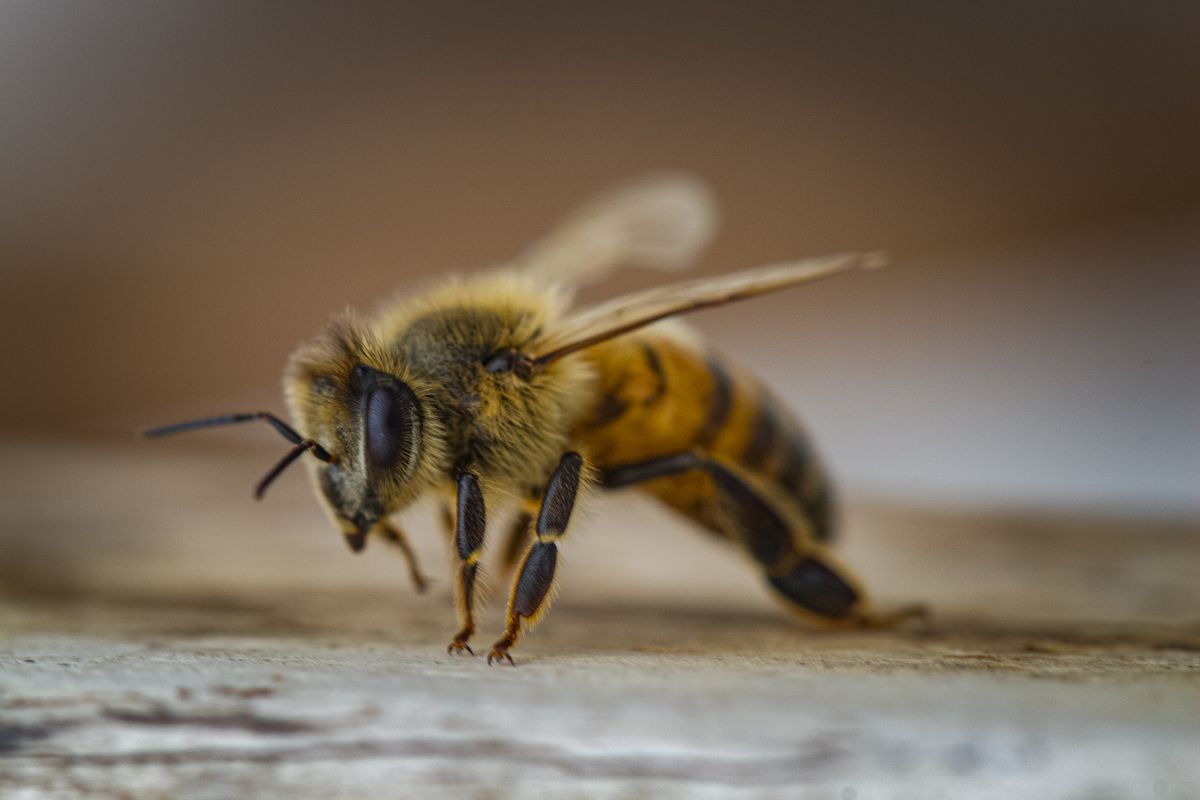 Honey Bee Face Photos, Download The BEST Free Honey Bee Face Stock ...