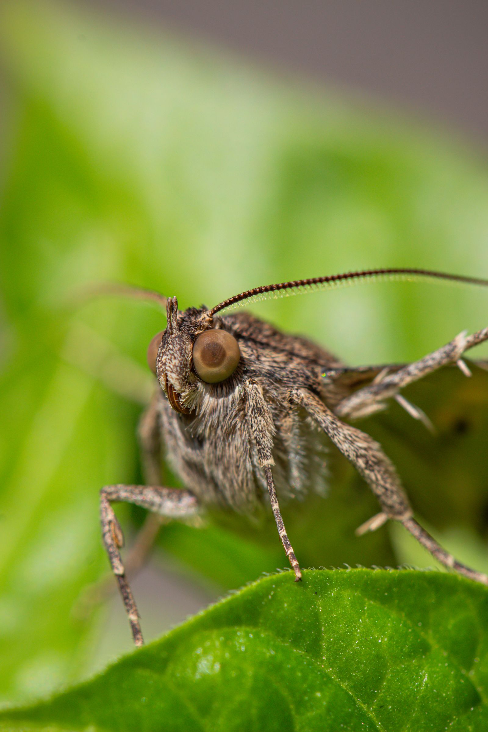 Moth Photos, Download The BEST Free Moth Stock Photos & HD Images