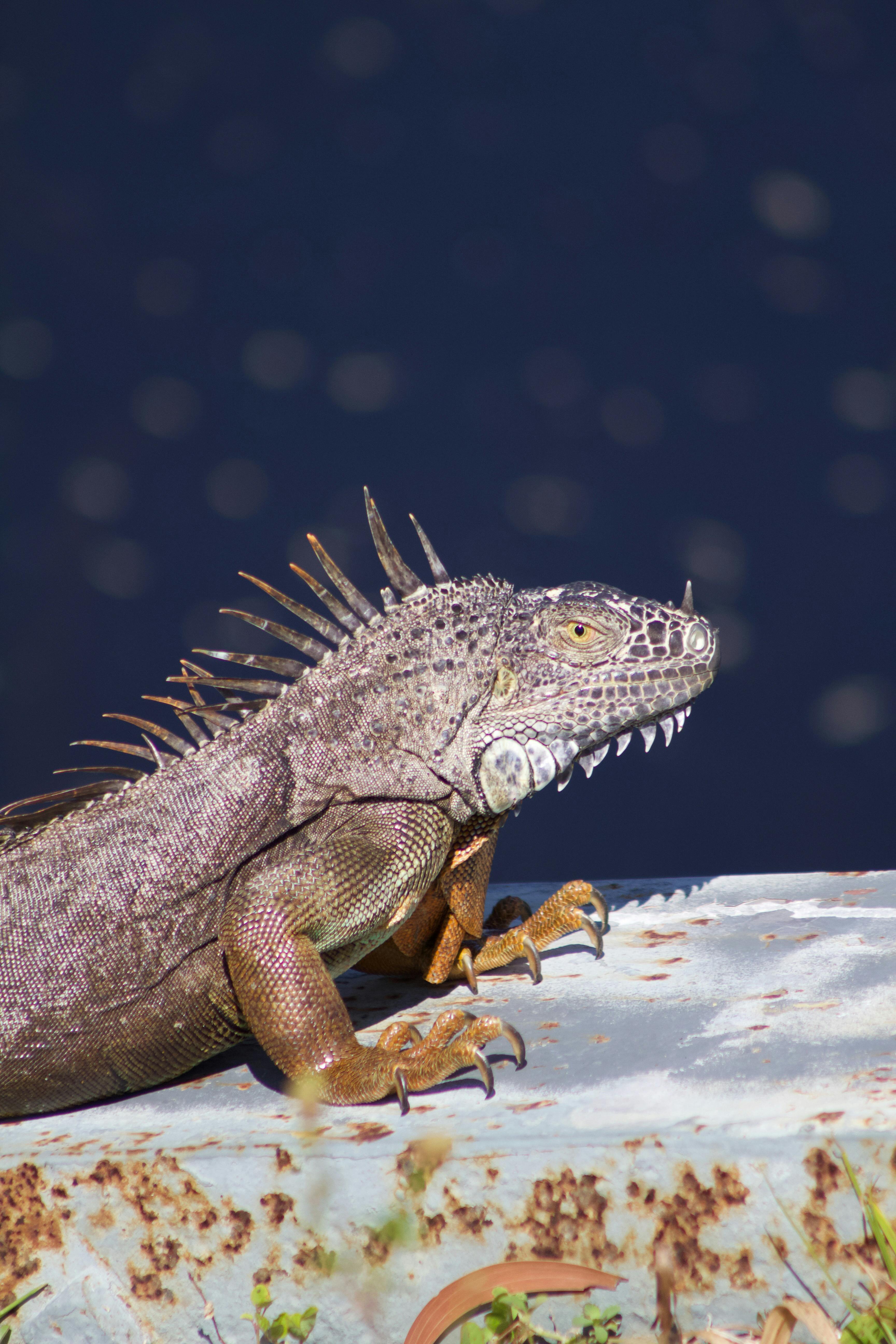 Anime+Girl+Feet+Pfp Photos, Download The BEST Free Anime+Girl+Feet+Pfp ...